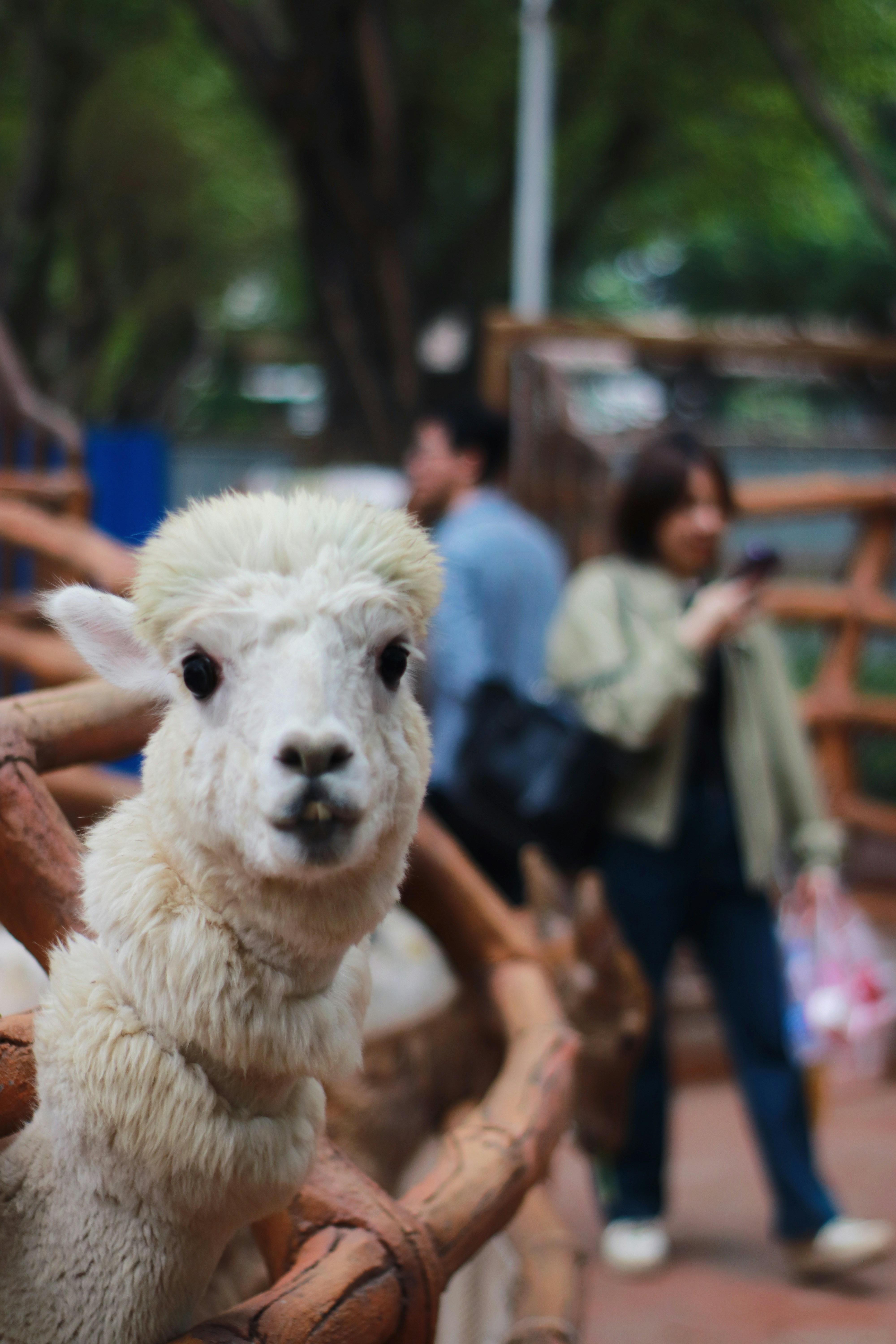 Curious White Llama Stares Down the Camera Amid Busy Park Scene