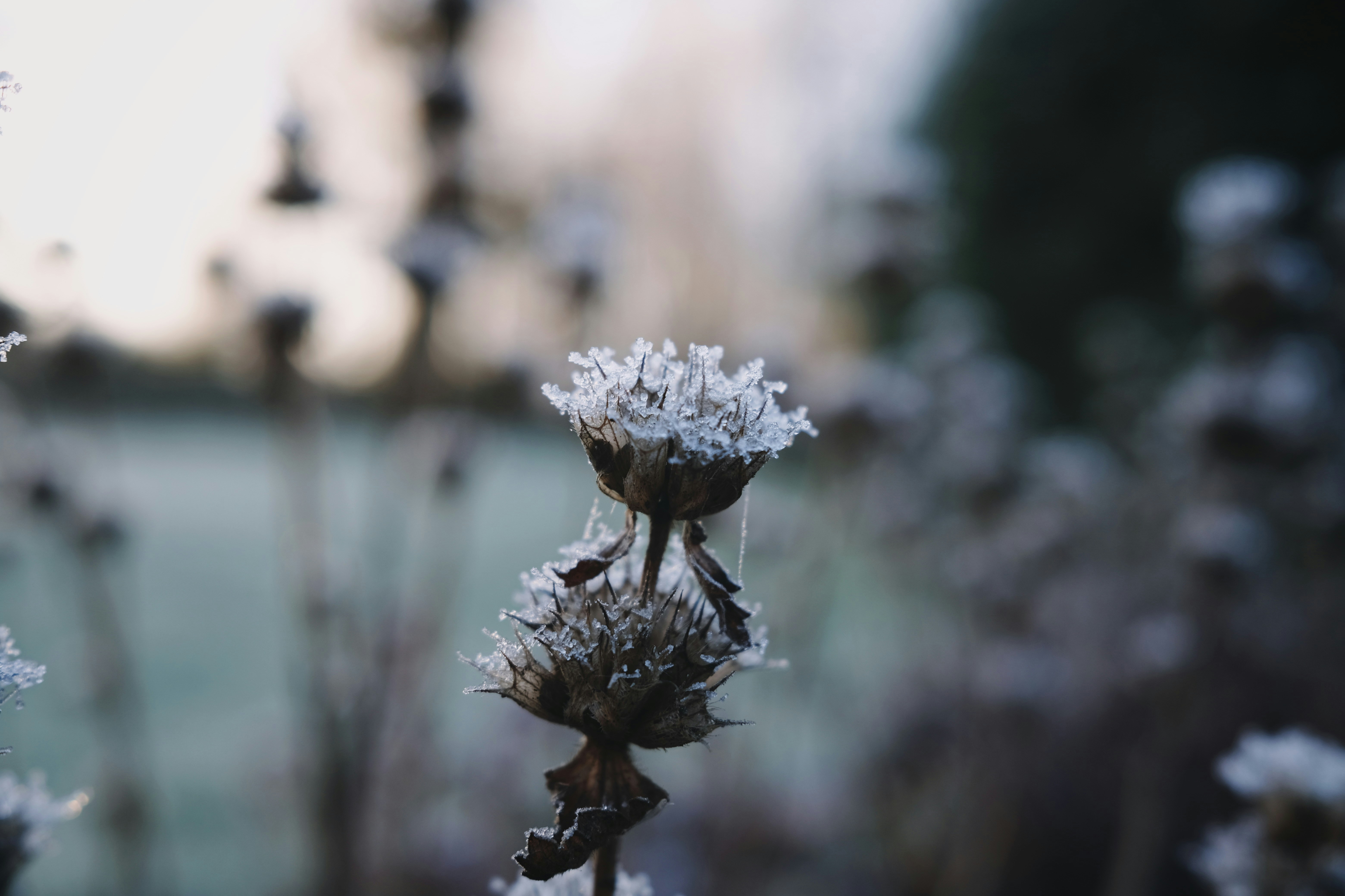 Frost-Crowned Seed Head in Quiet Light