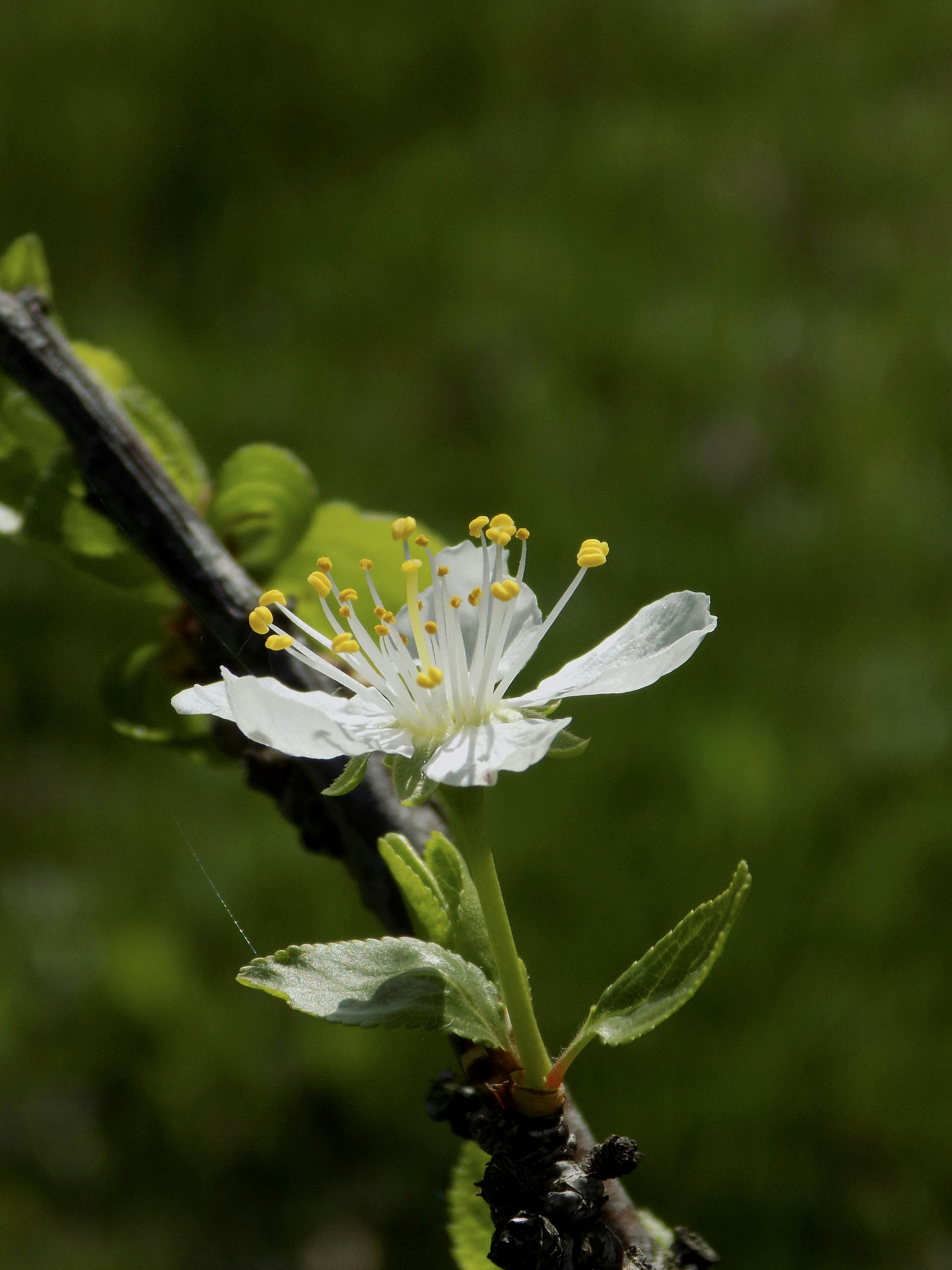 White plum blossom with yellow stamens against a blurred green background.