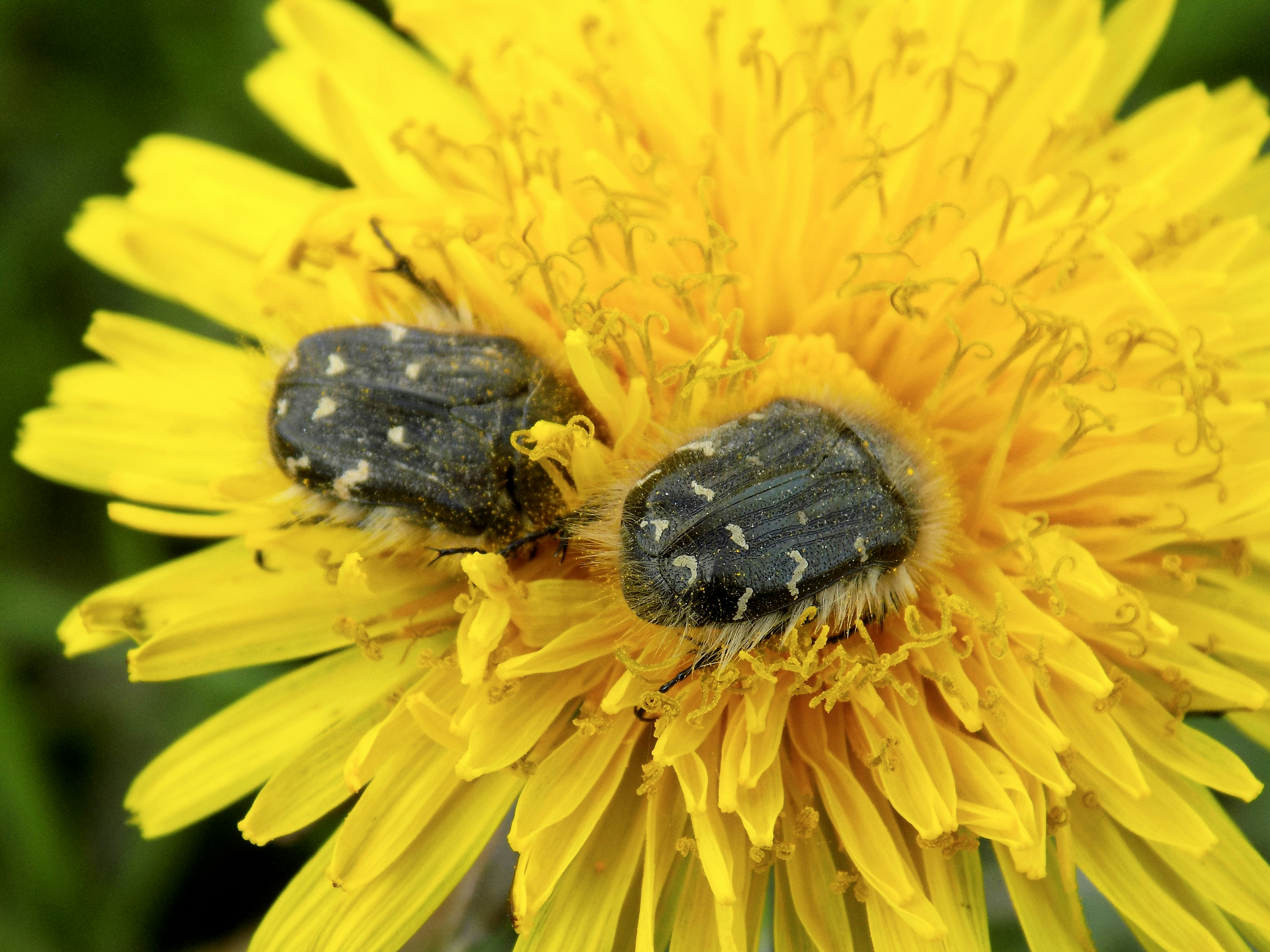 Macro photograph of two pollen-covered beetles on a bright yellow sunflower, captured up-close.