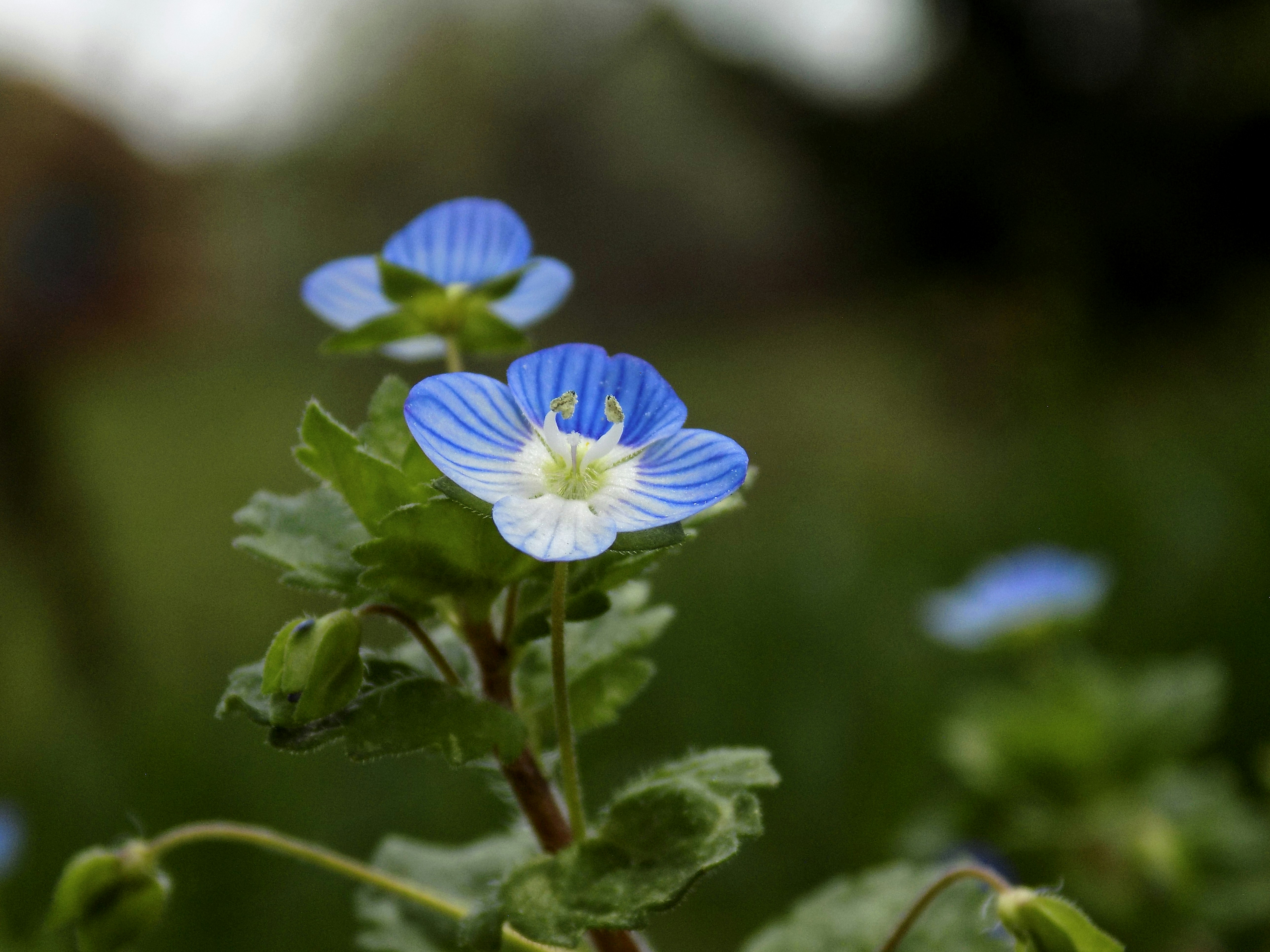 Close-up photograph of a small blue flower with white centers in a sunlit garden. A shallow depth of field isolates the foreground bloom.