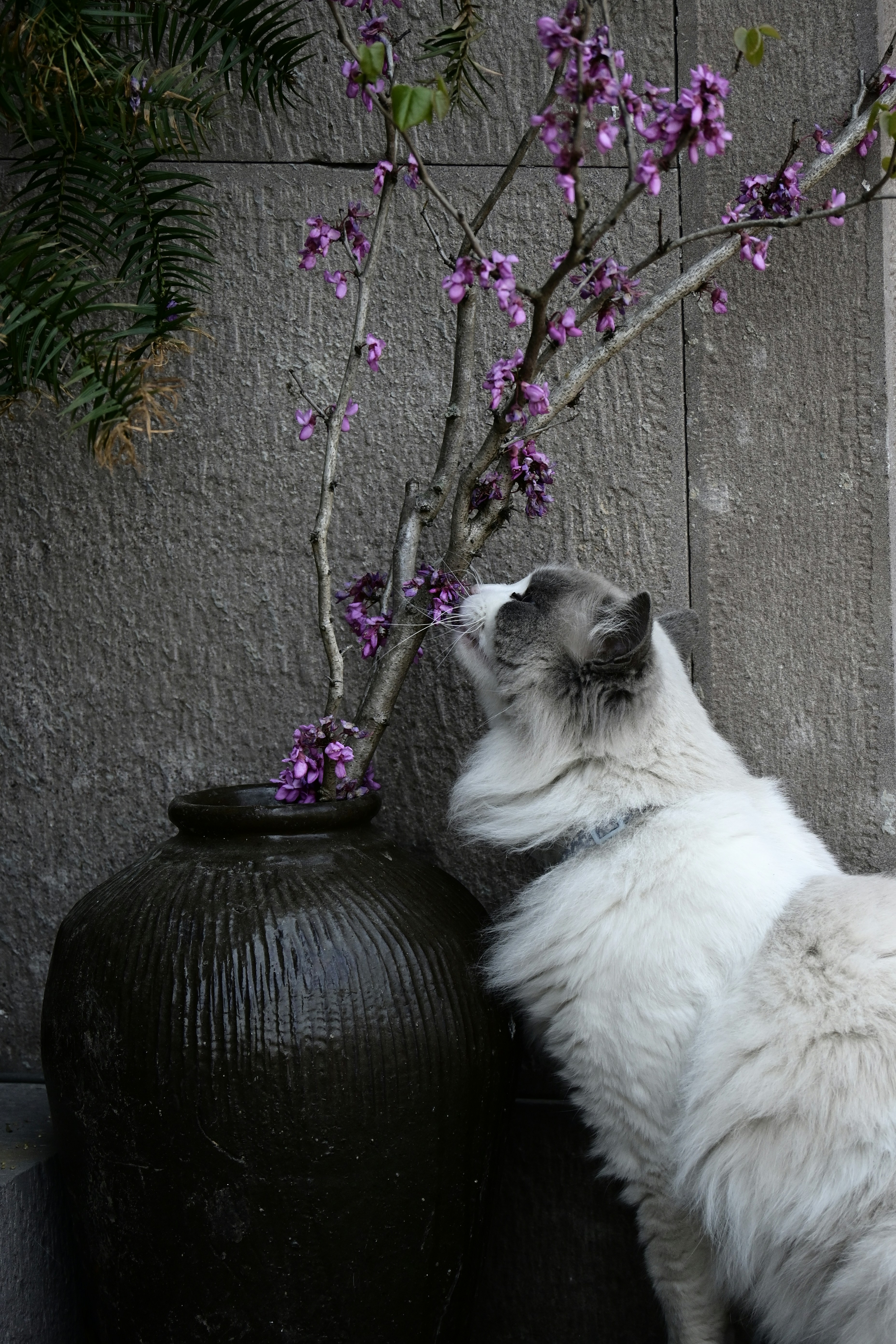 Whiskers and Pink Blossoms: A Quiet Moment by the Dark Vase