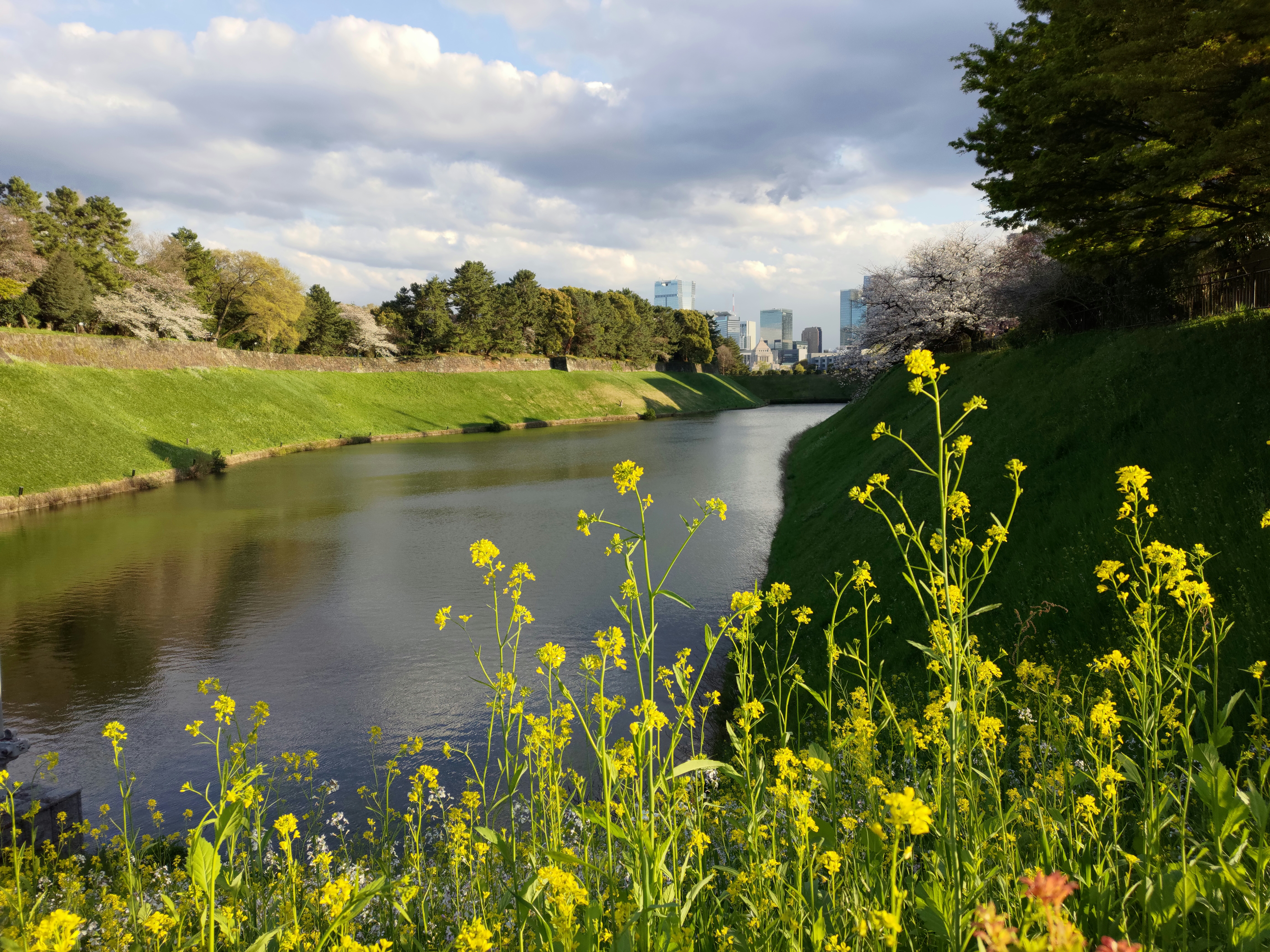 Yellow Bloom Amid a City Canal