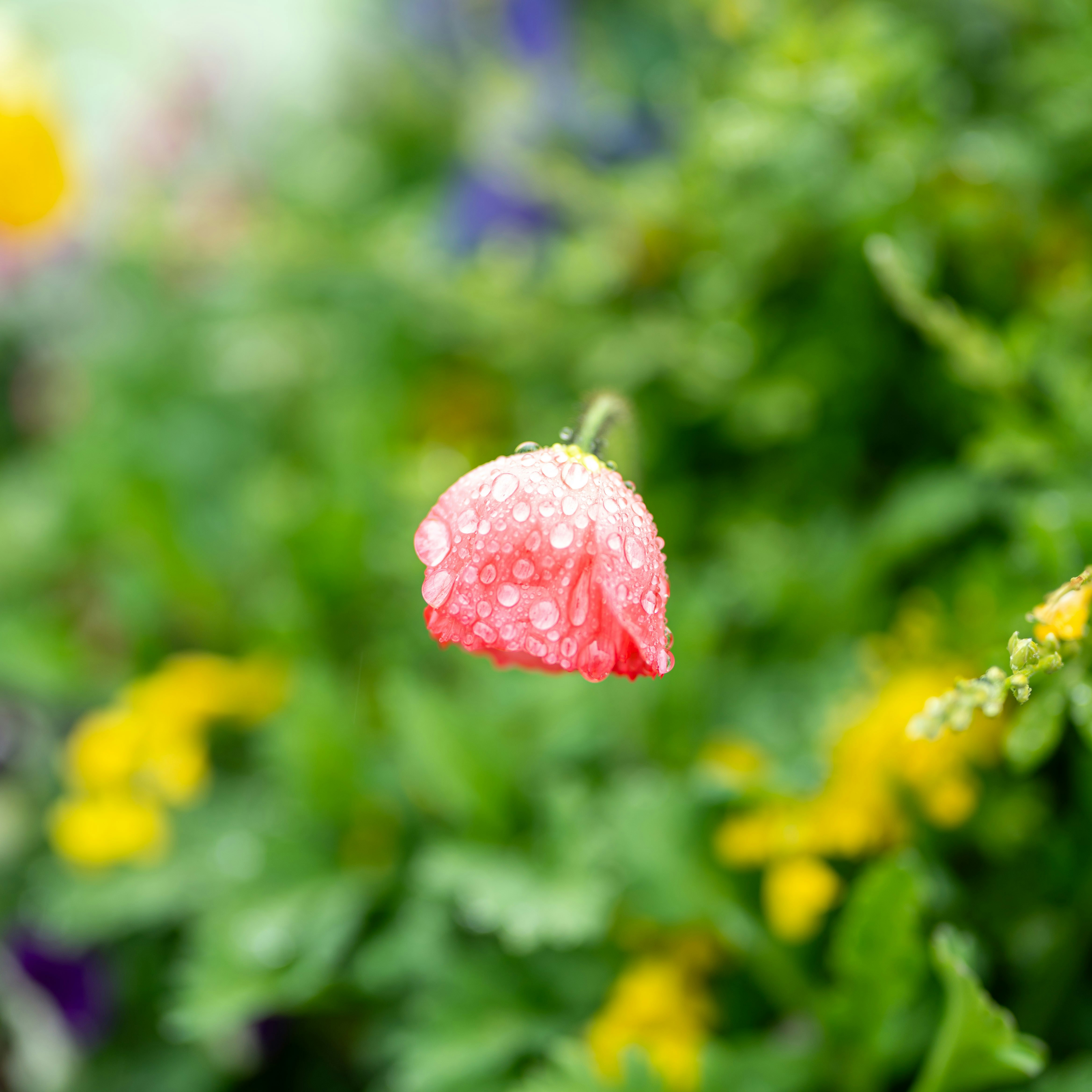 Dew-Kissed Pink Bloom: A Close-Up Amid a Blur of Garden Greens