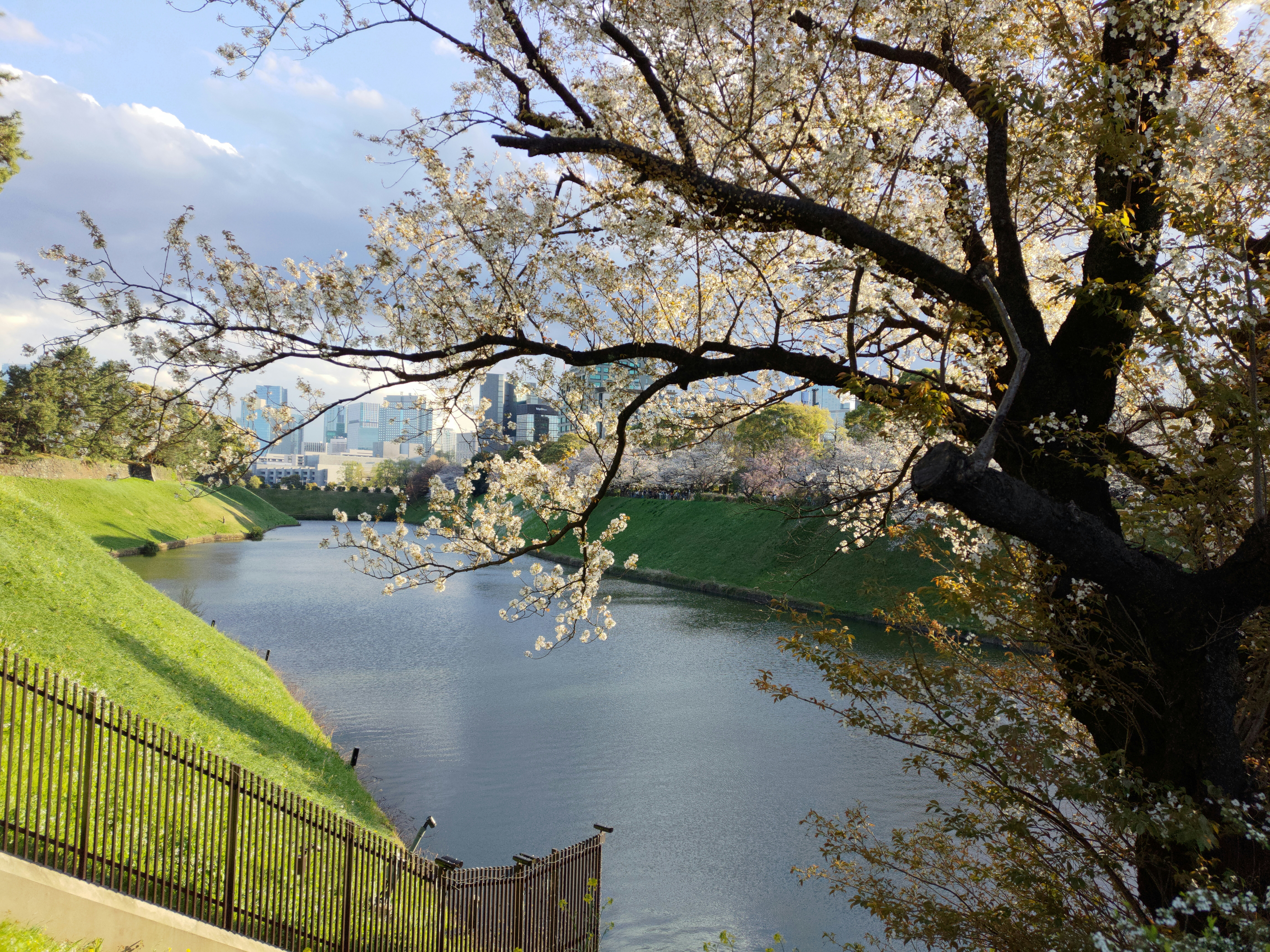 Blossoms Over the Riverbend Park