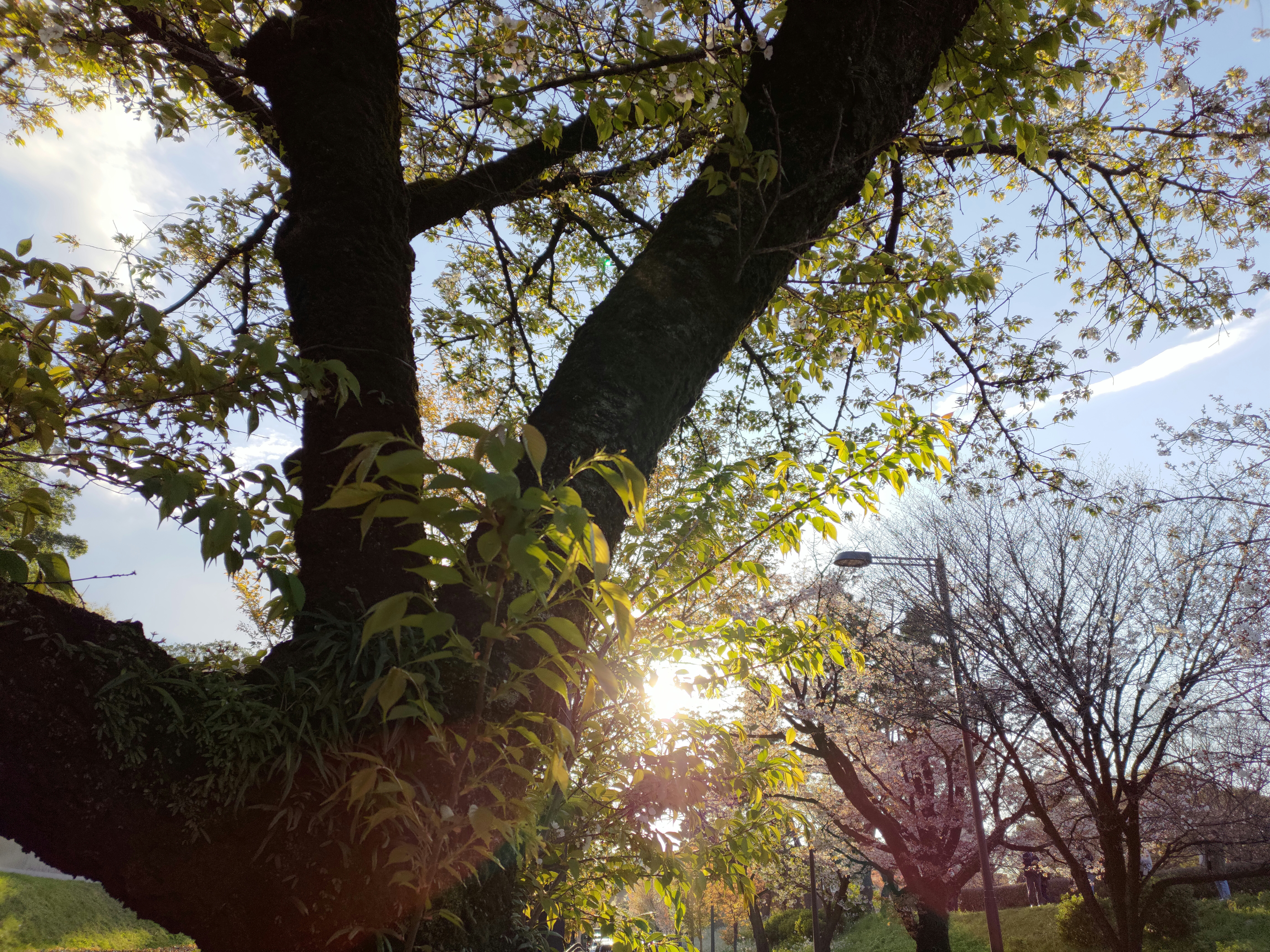 Sunlight filters through the leaves of a tree, casting shadows and highlighting the vibrant green foliage.