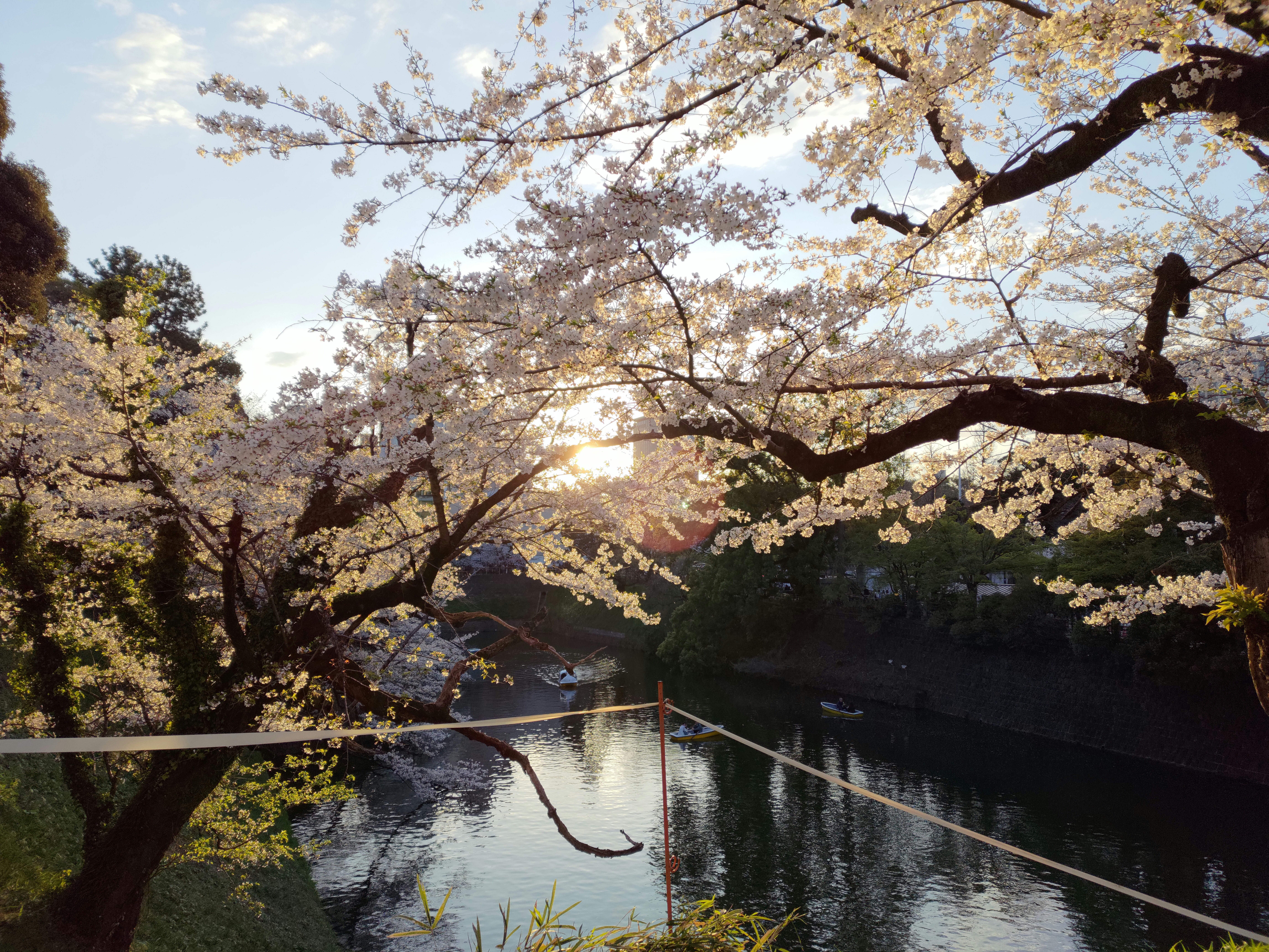 Cherry blossoms framing a serene river scene at sunset, with scattered boats gliding on the water.
