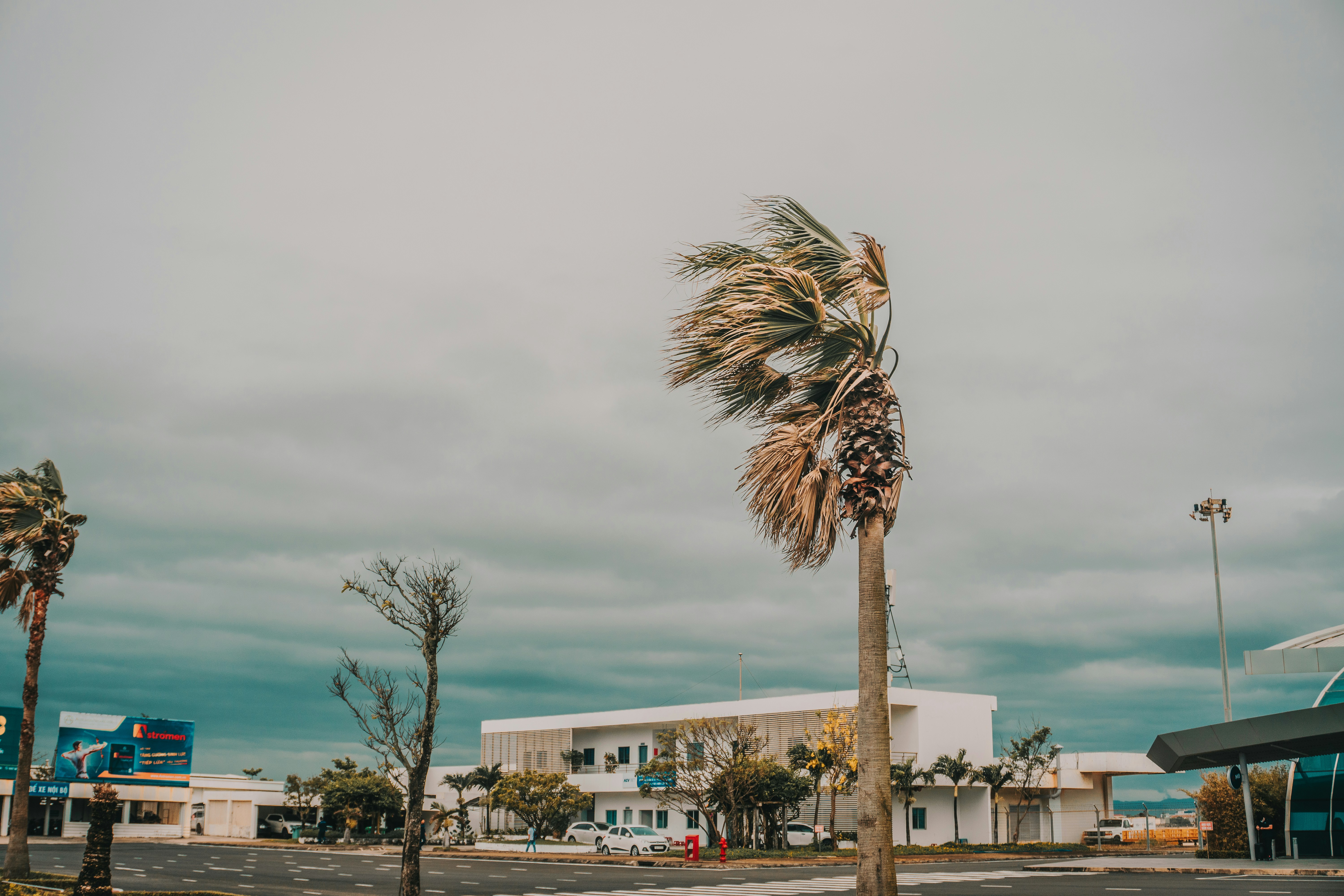 Palm trees bending in a strong wind against a cloudy sky in a city street setting.