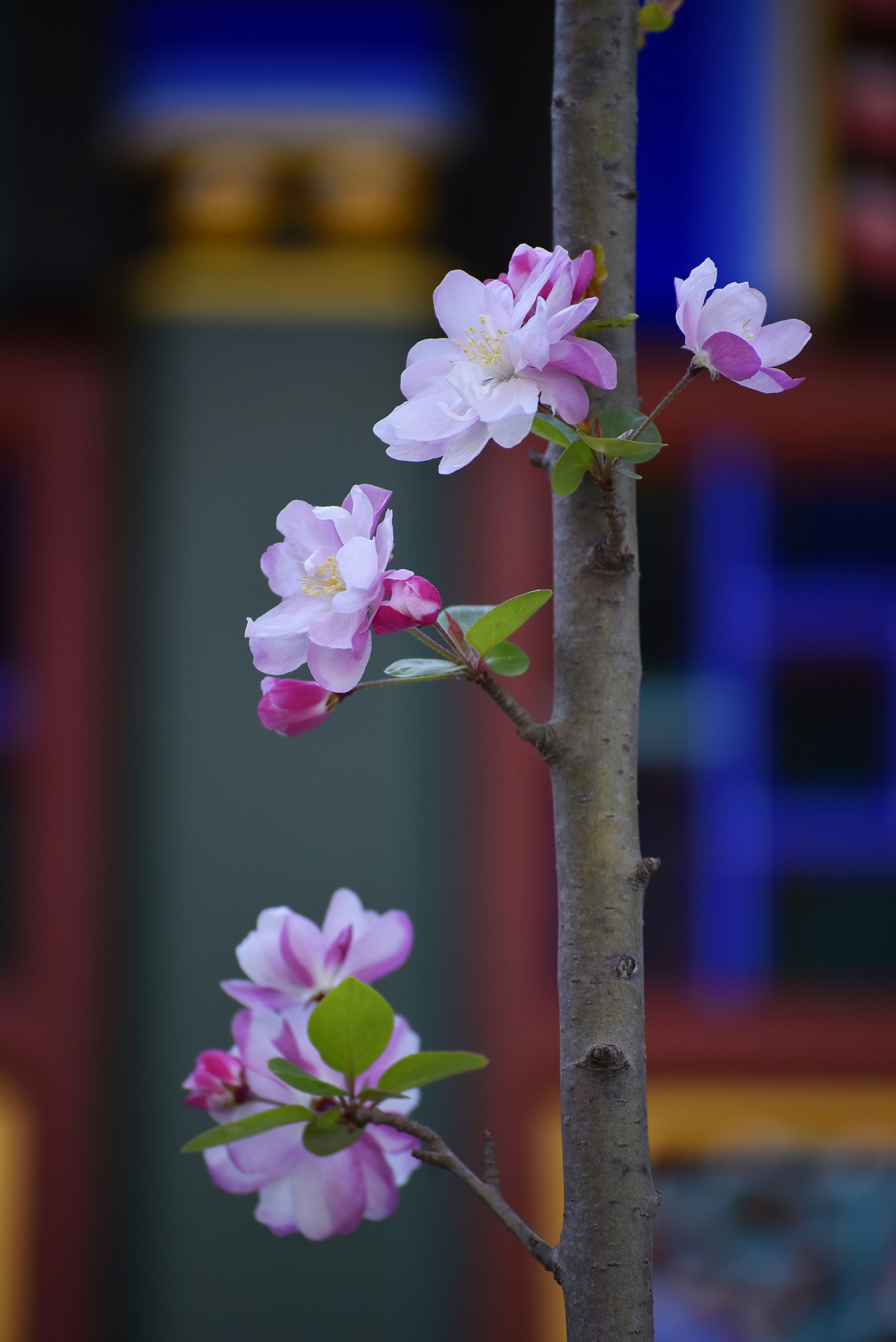 Blossoms on a slender trunk against a color-drenched shrine backdrop