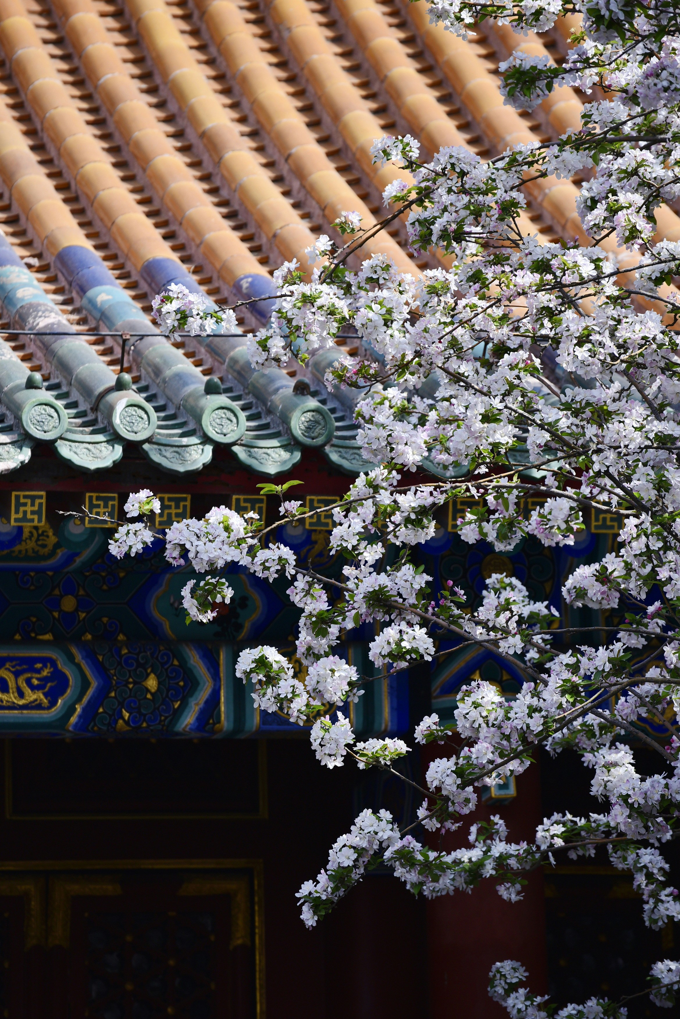 White Sakura Veil Over Ornate Temple Tiles