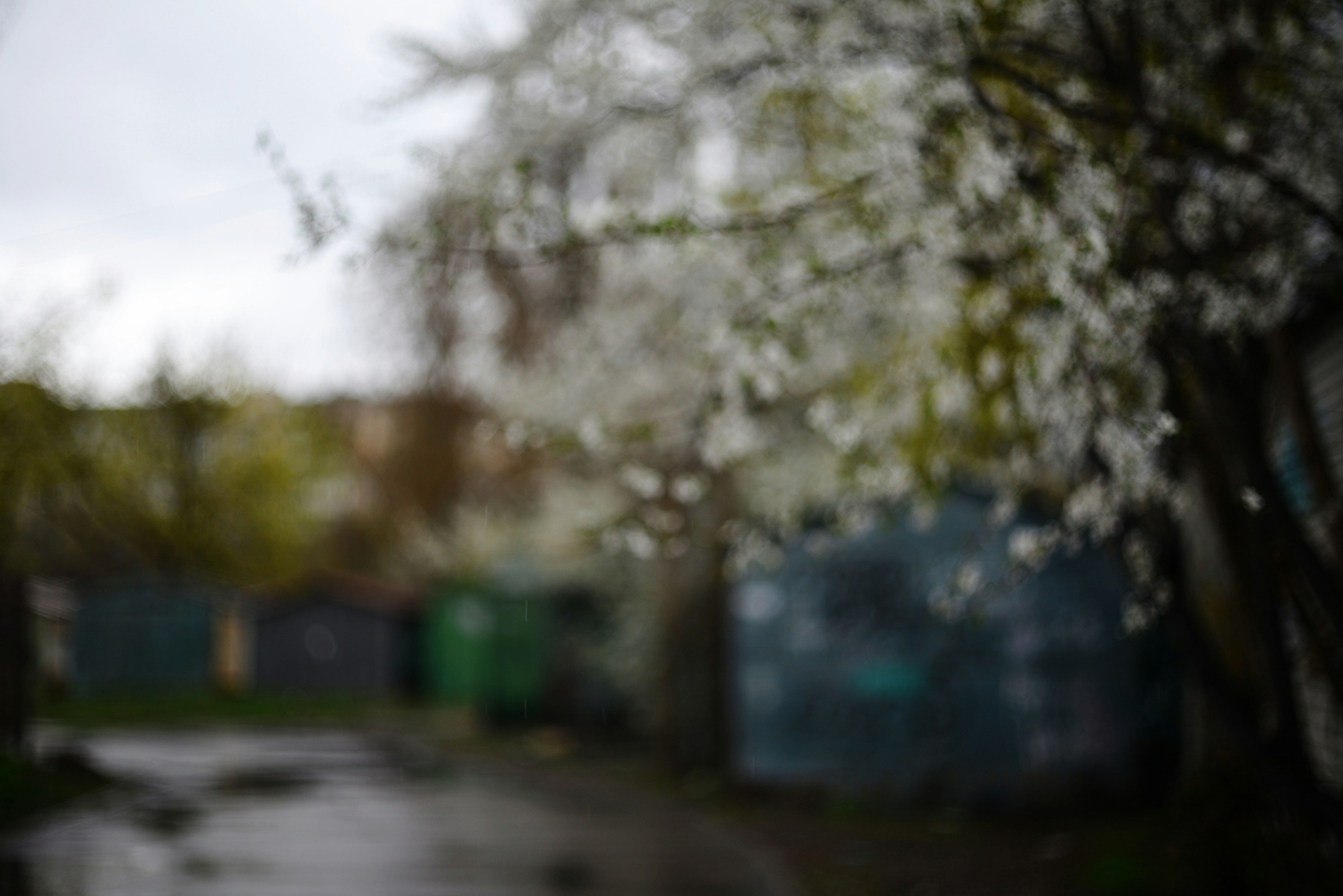 Springtime Blur: A Suburban Blossom