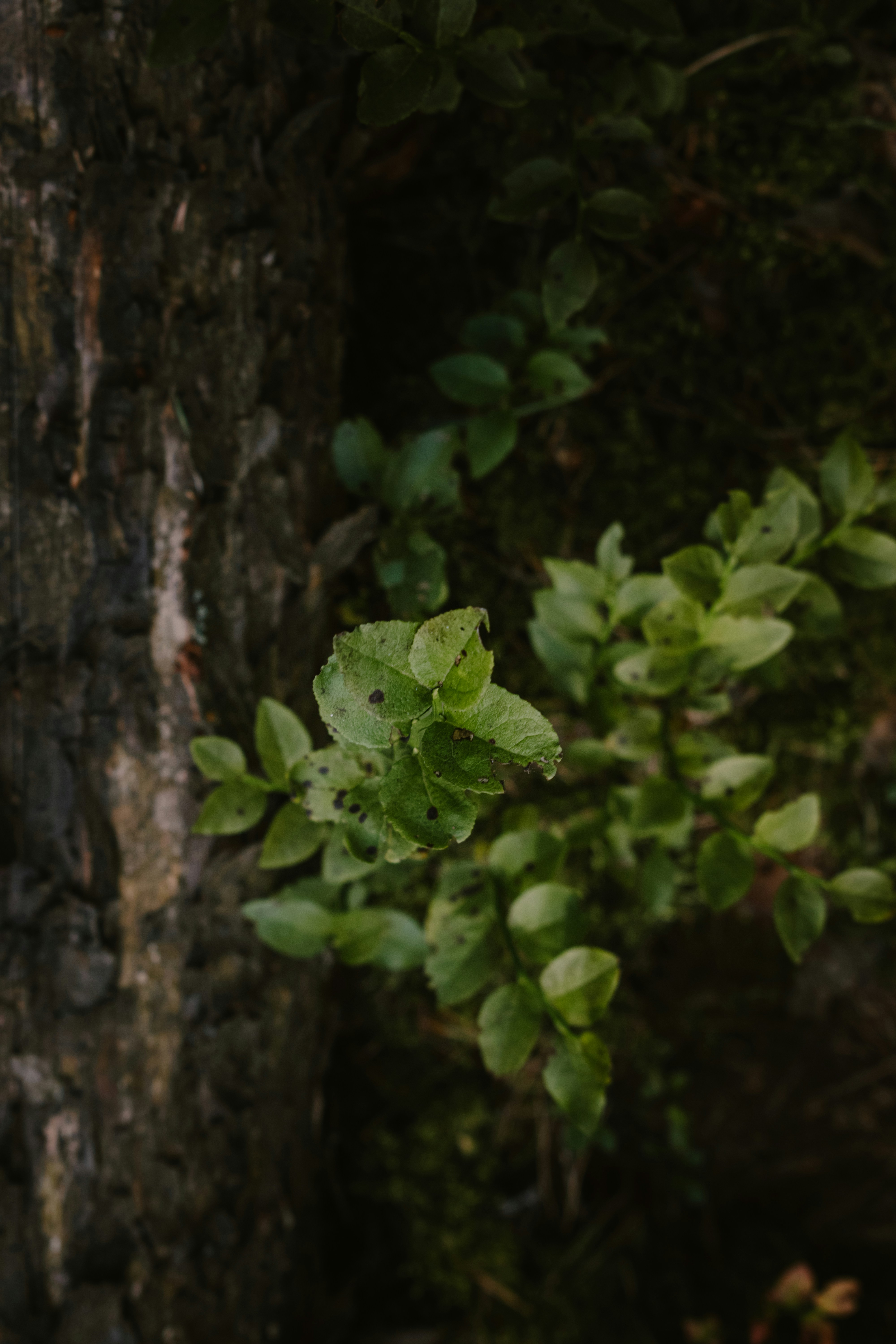 Small green leaves emerging beside a textured tree trunk in a dimly lit forest.