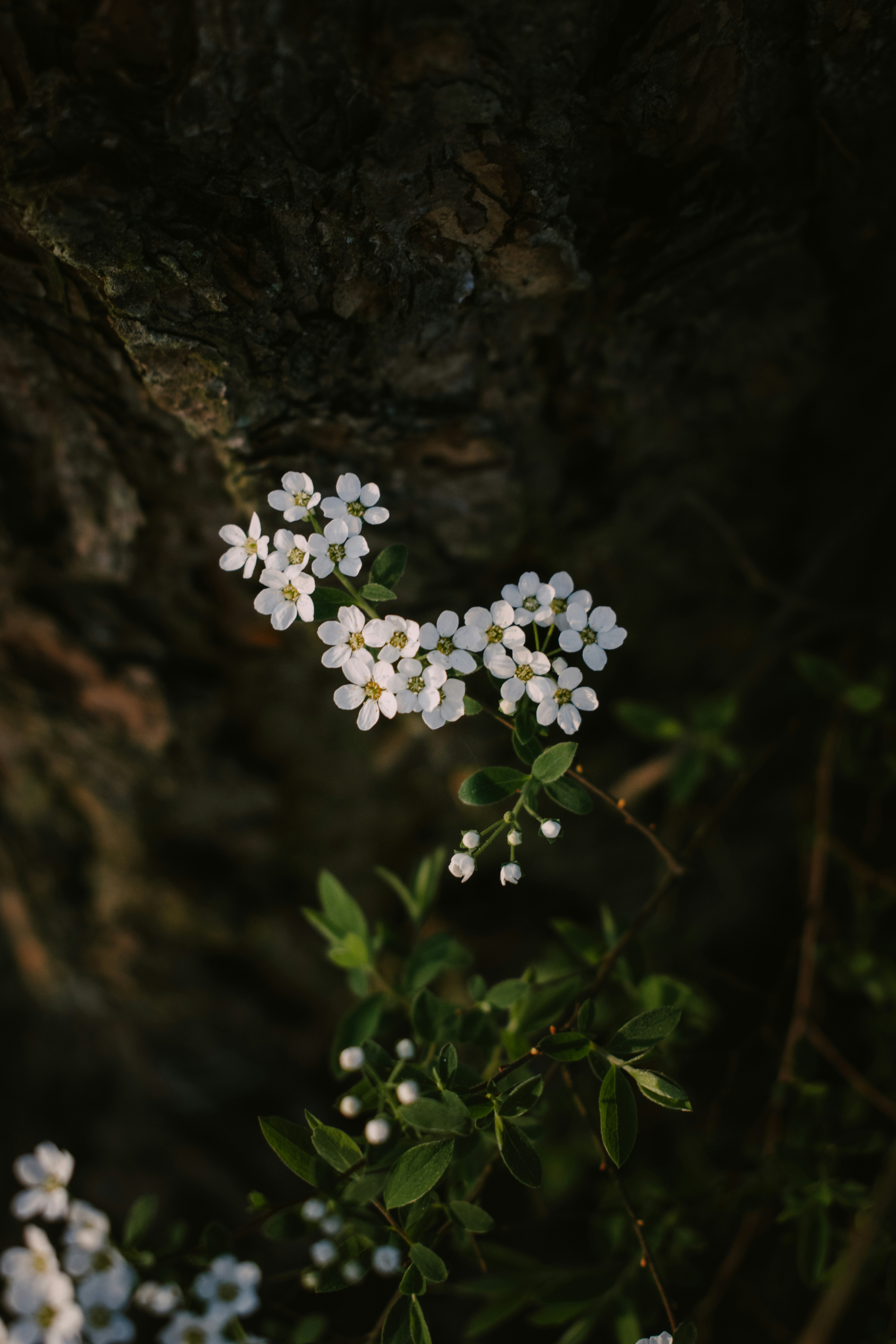 Whispering White Blossoms Threaded Through Twilight Bark