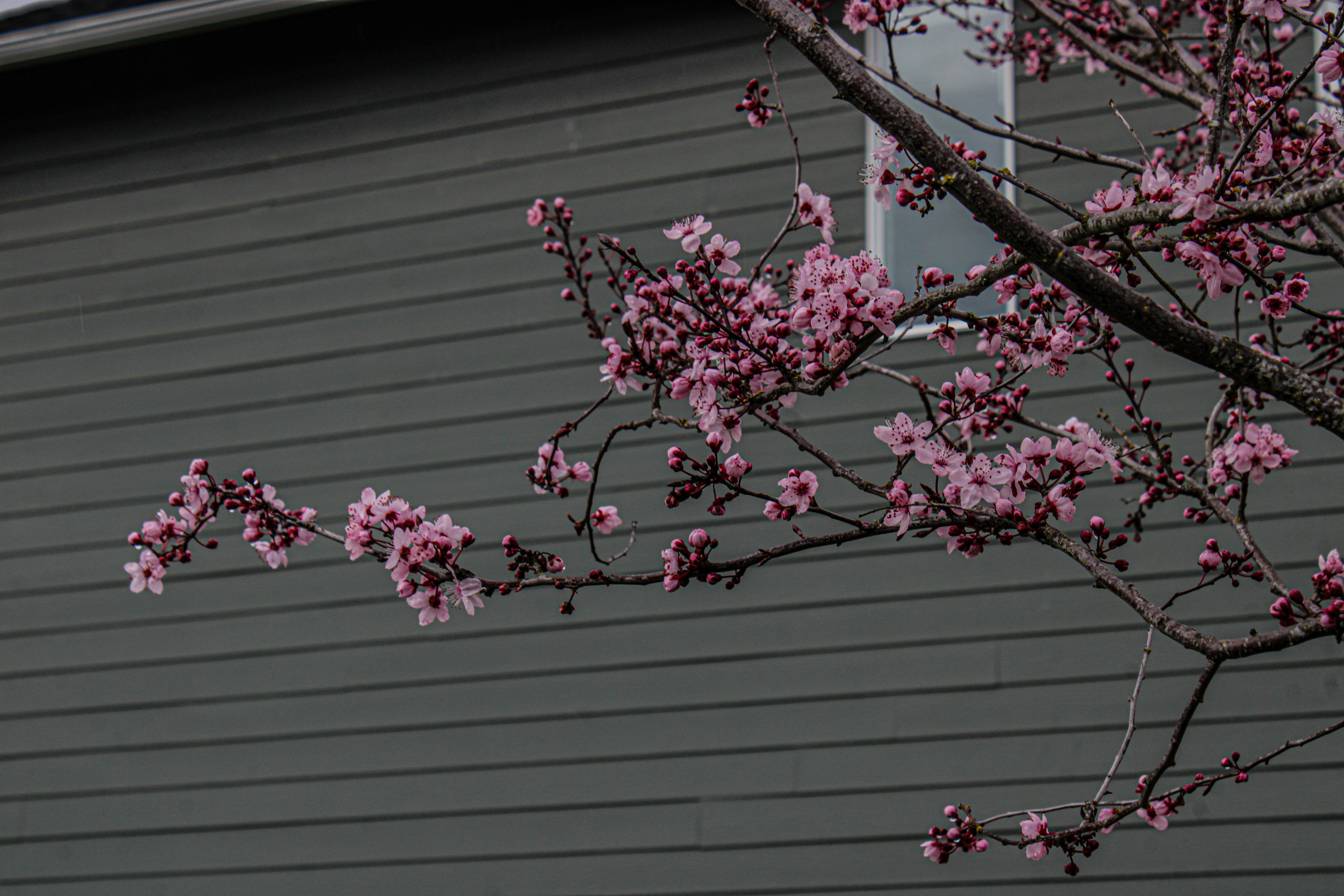 Cherry Bloom Arc Against Gray Siding