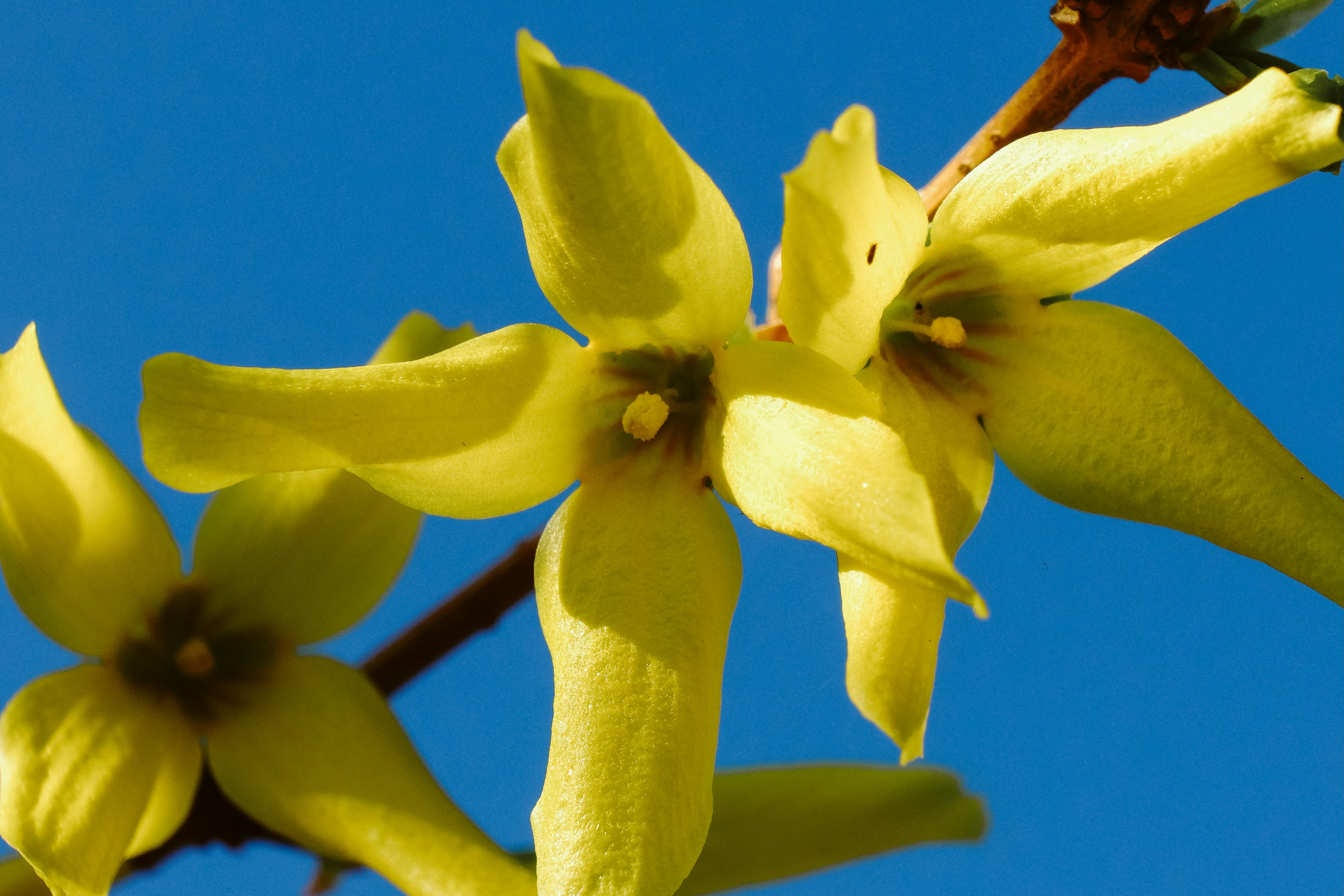 Azure Backdrop, Golden Bloom: A Sharp Forsythia Macro
