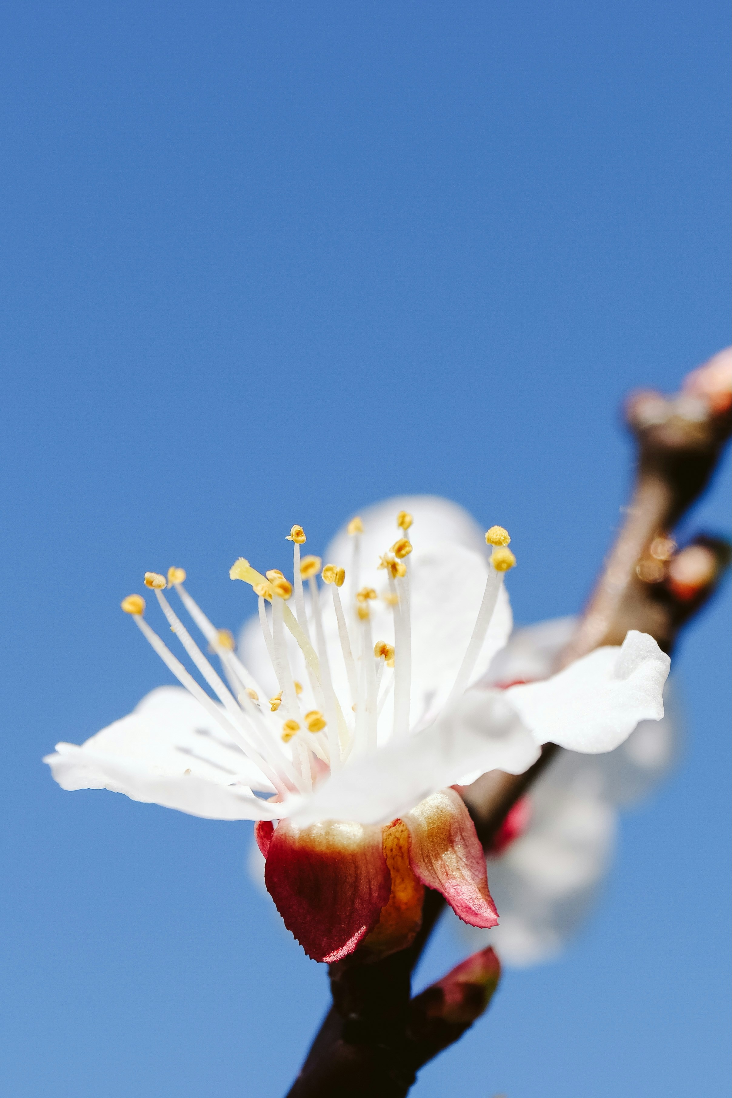 Stamen Symphony: Close-Up of a White Blossom Against an Azure Sky