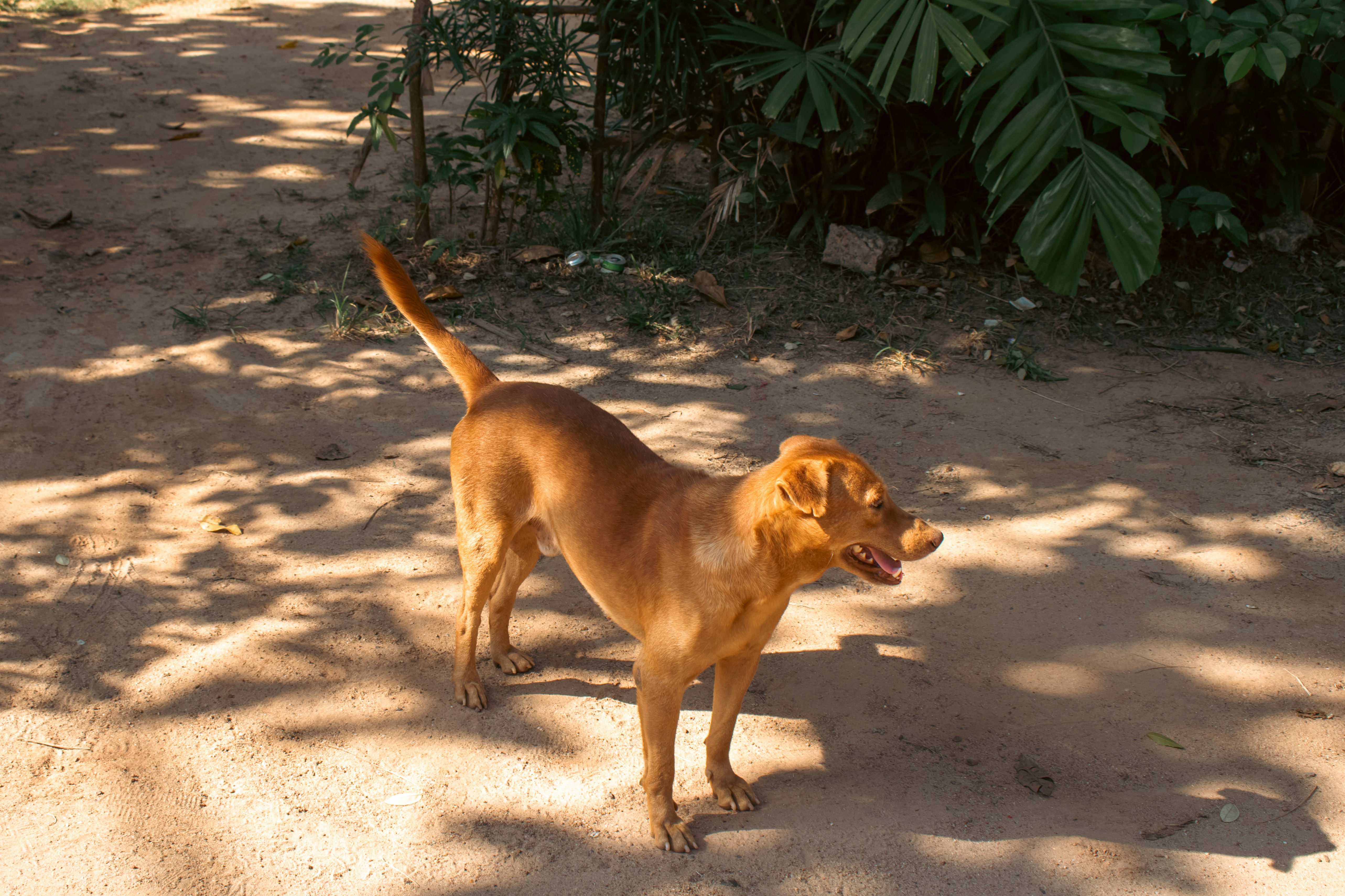 A brown dog stands in a shady outdoor area. photo – Free Portrait Image ...