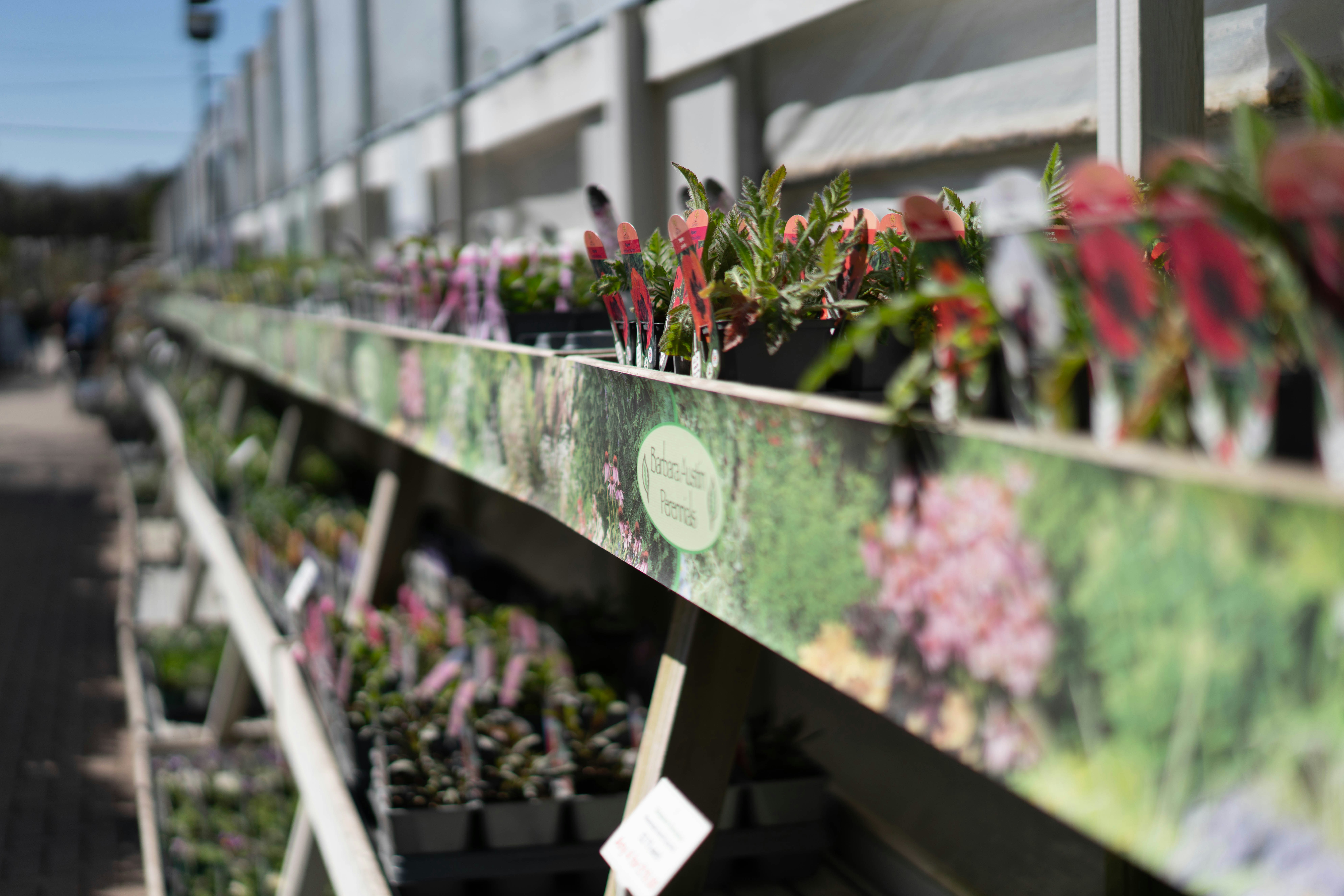 Colorful Plant Aisle: A Row of Nursery Shelves in Bloom