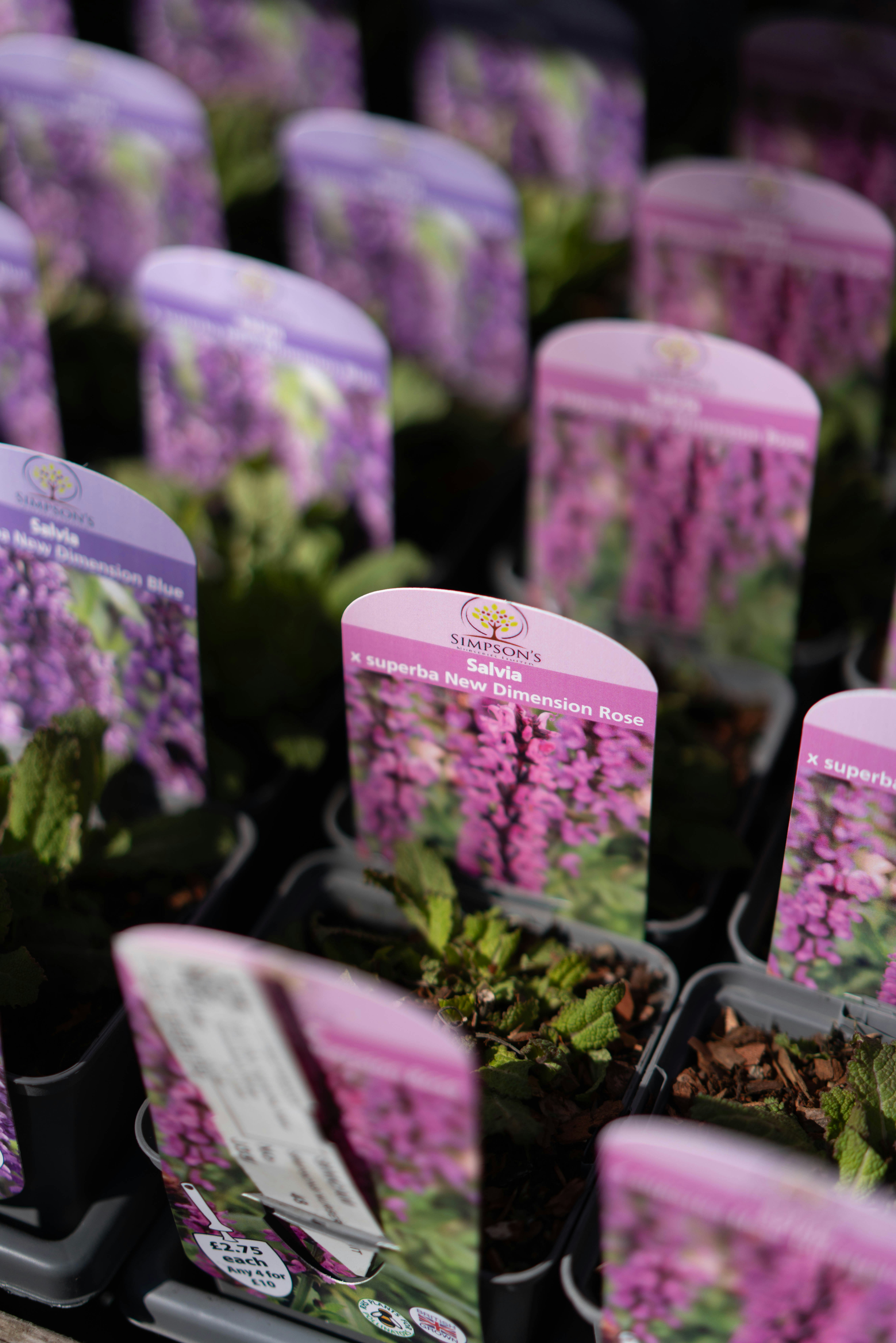 Purple Salvias in a Quiet Nursery Aisle