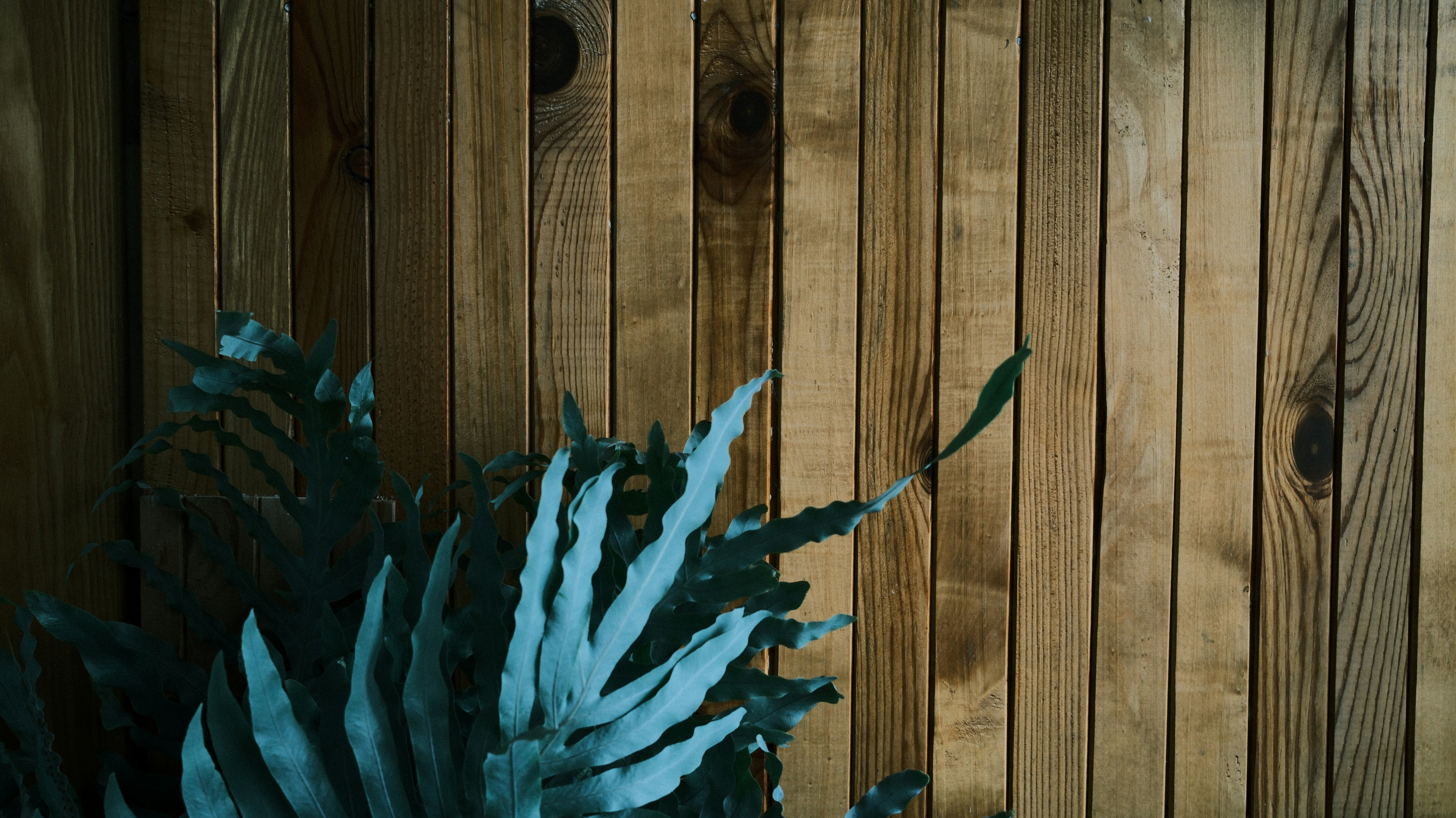 Teal Fronds Framing Weathered Cedar