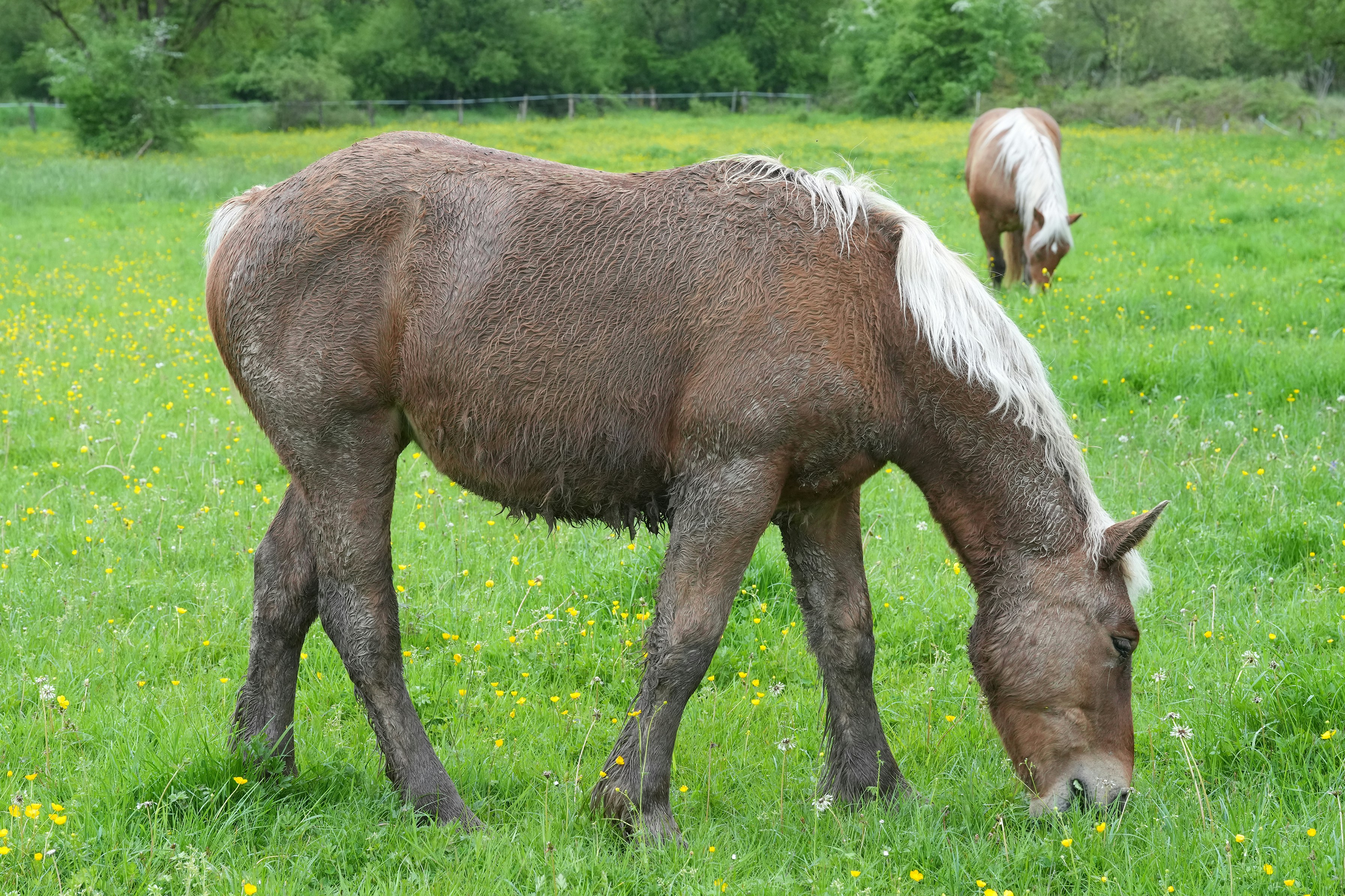 Pasture Portrait: Brown Mare Grazing in a Lush Meadow