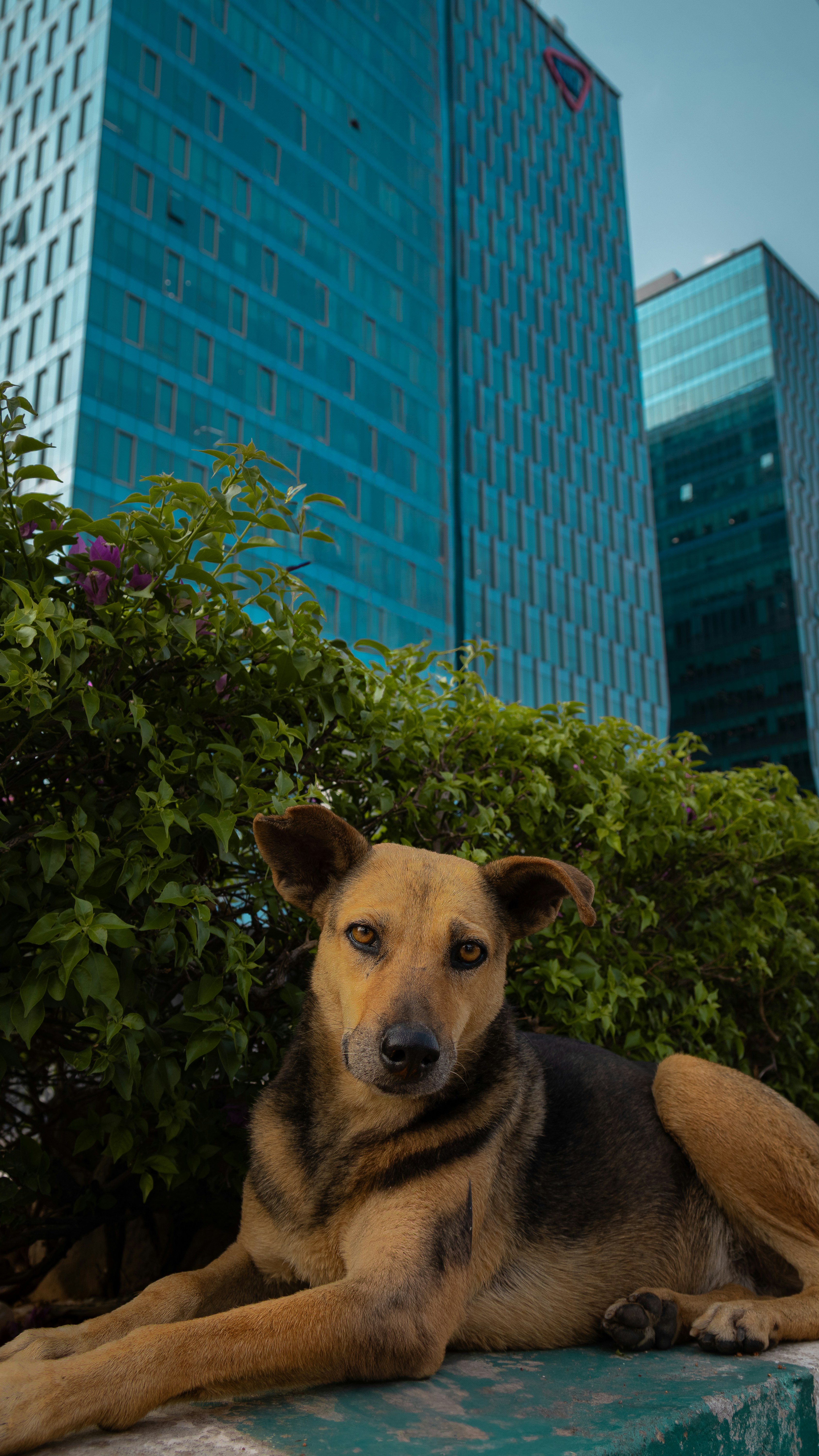 Loyal Sentinel Amid Glass Giants