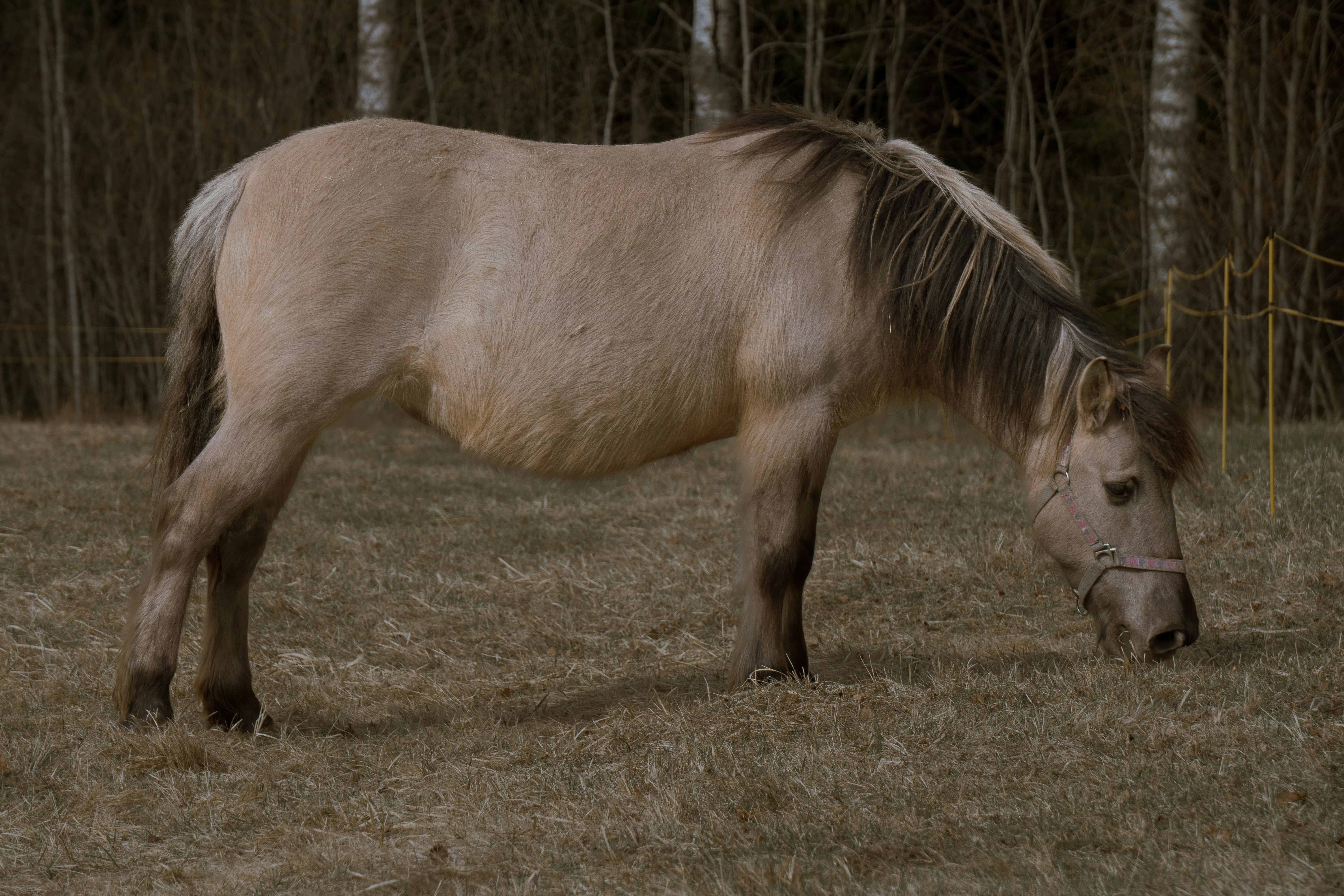 Grazing in the Dusk: A pale horse beneath a quiet line of trees
