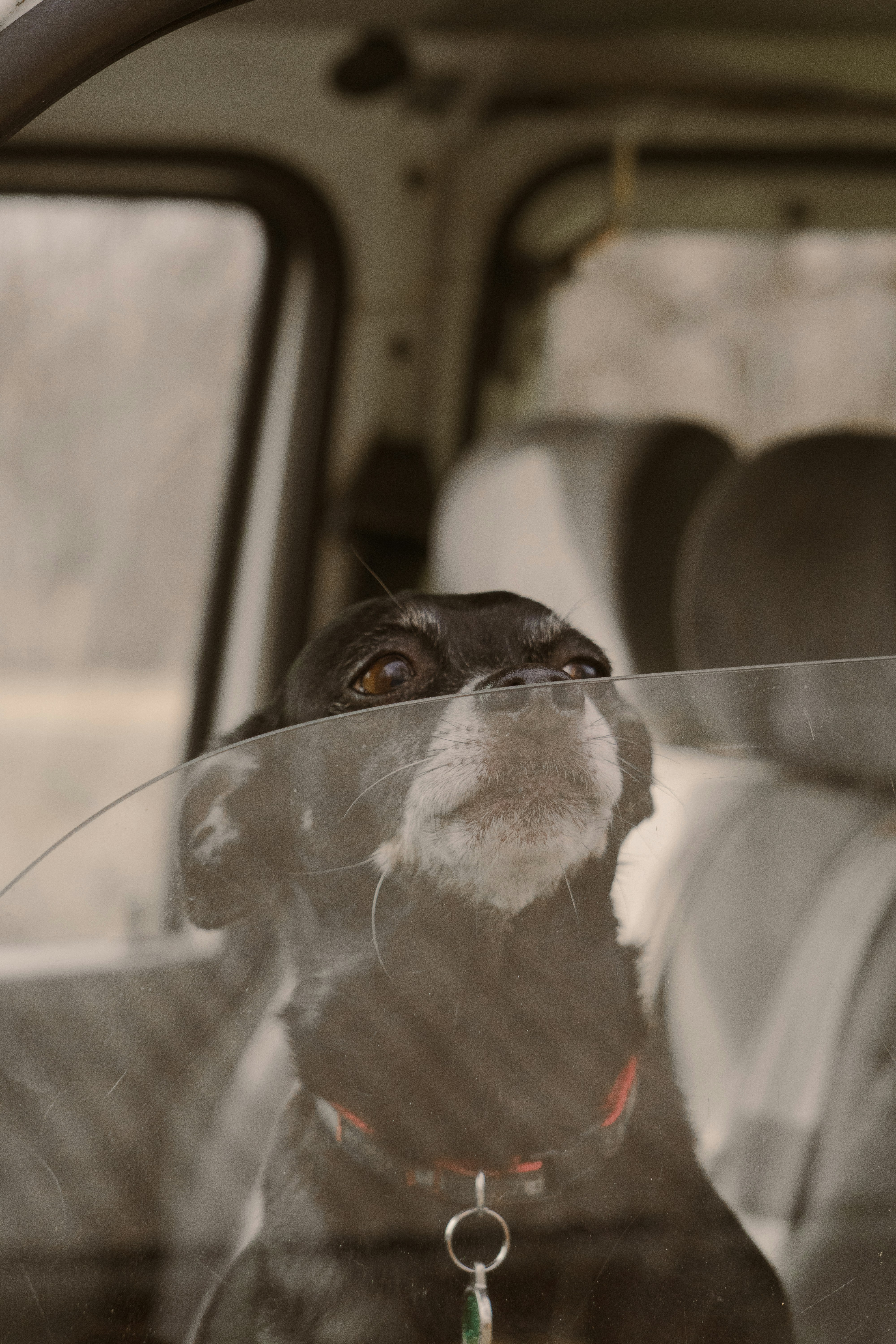 Puppy at the Porthole: A Car Interior Portrait of Curiosity