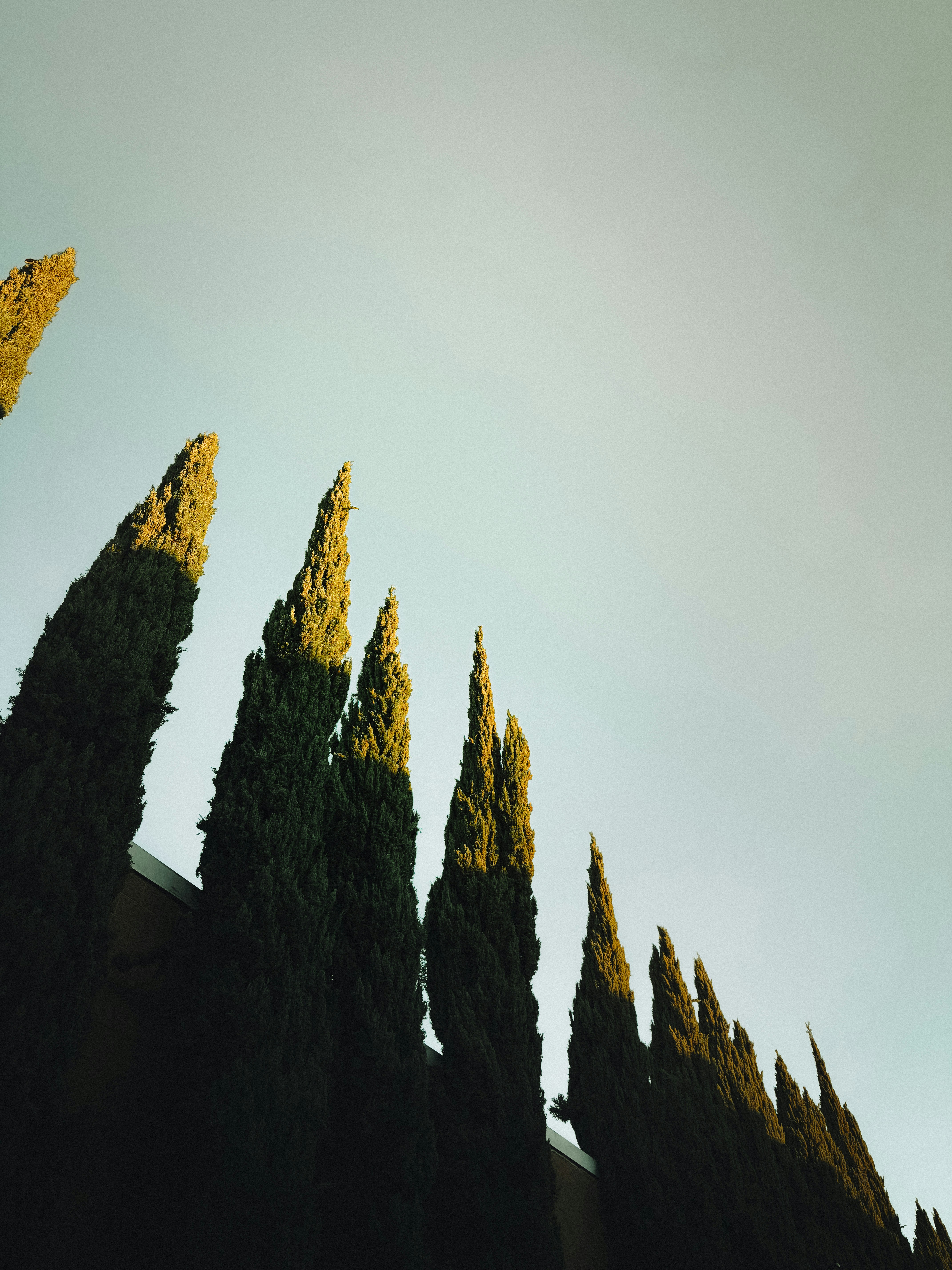 Sunlit Cypress Row: Diagonal Silhouettes Reaching for the Sky