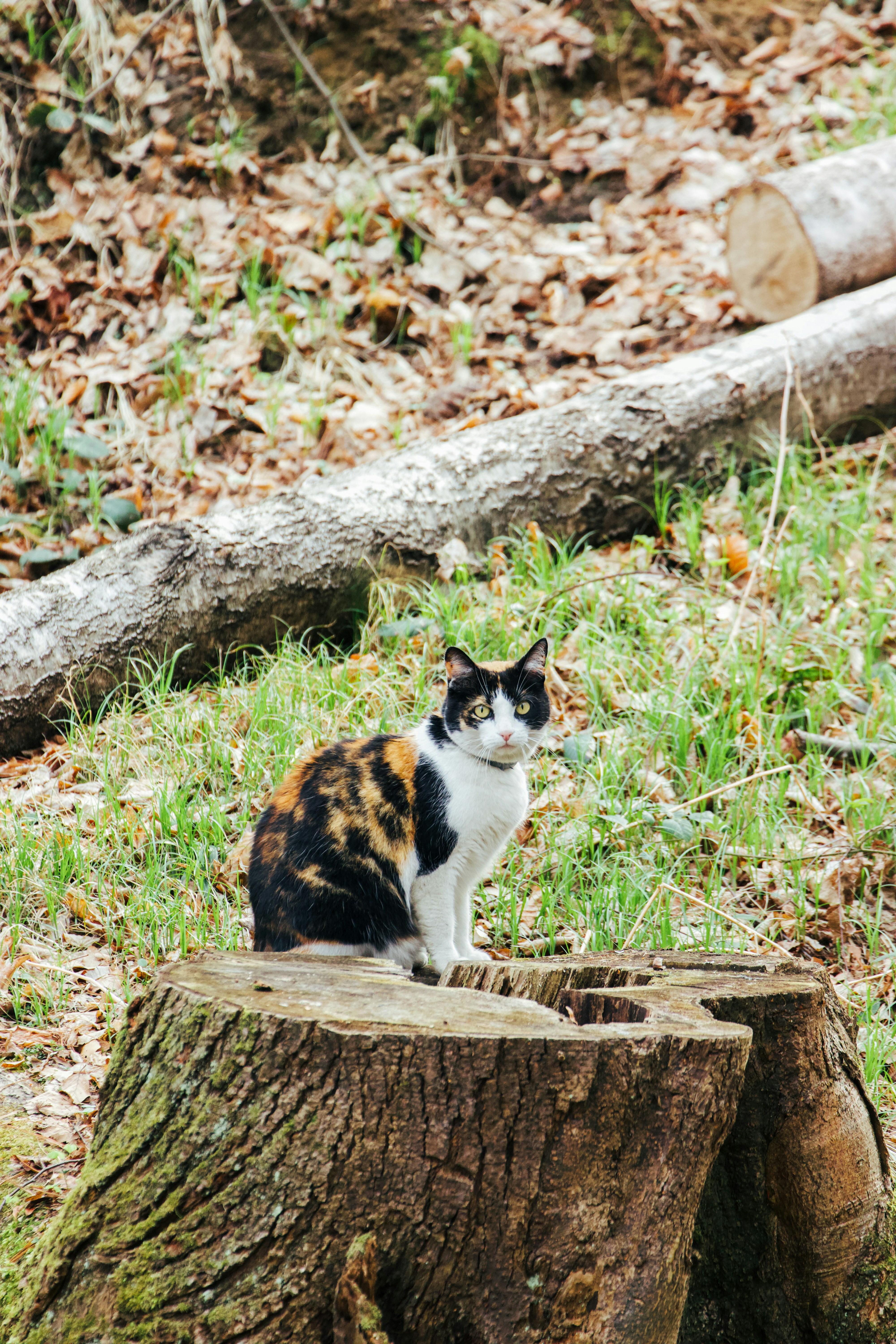 A calico cat sits on a tree stump.
