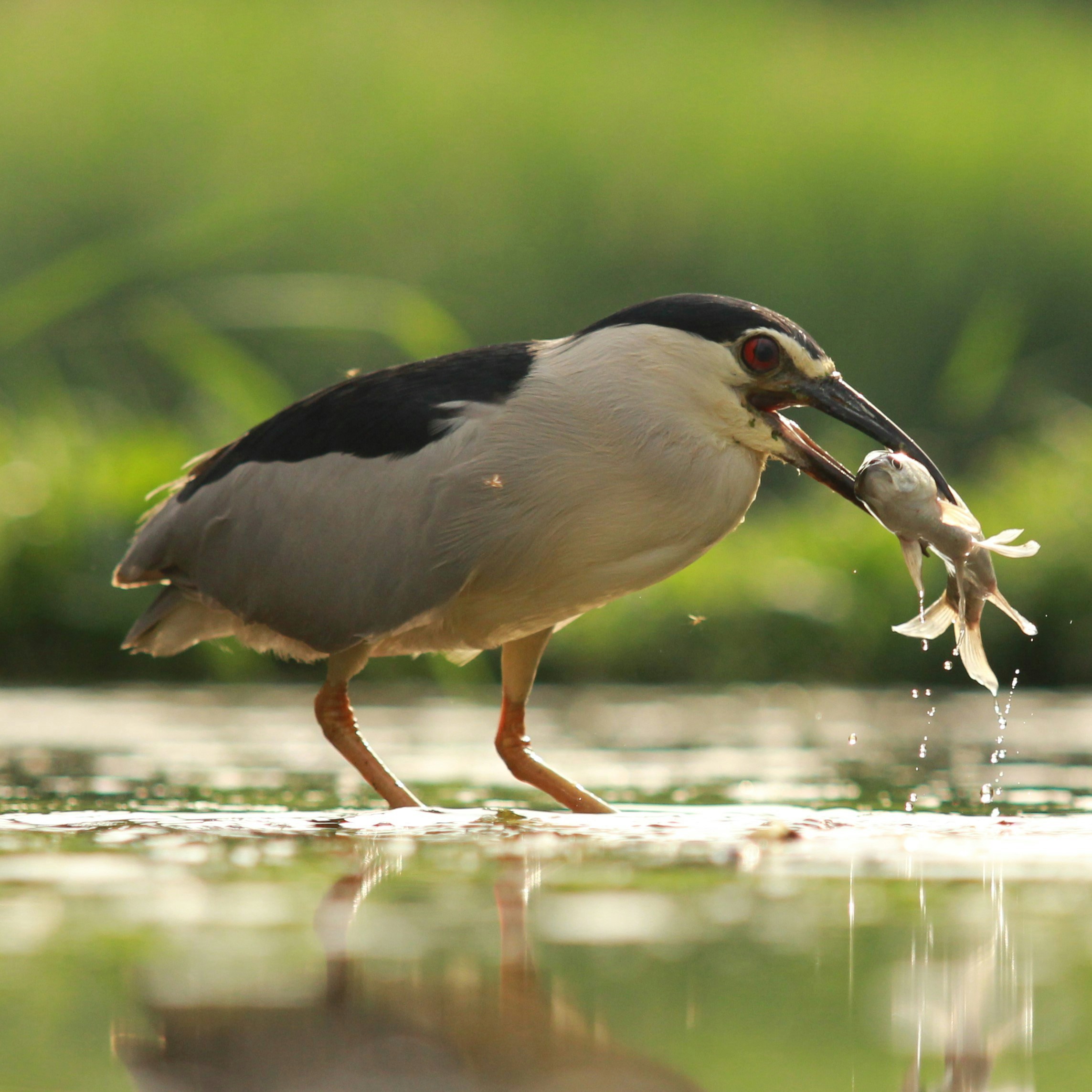 A bird holds a frog in its beak. photo – Free Animal Image on Unsplash