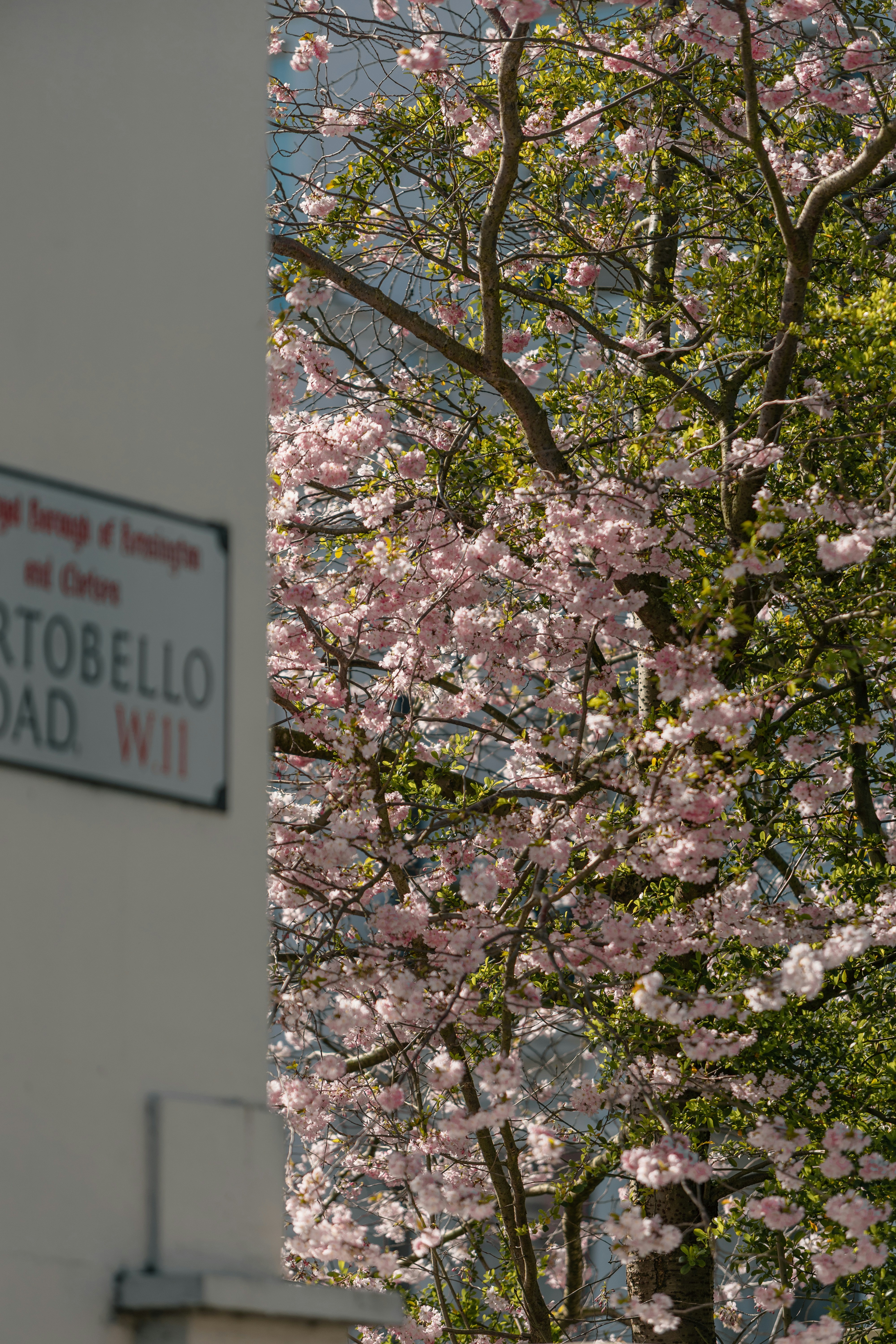 Portobello road sign and pink blooming tree