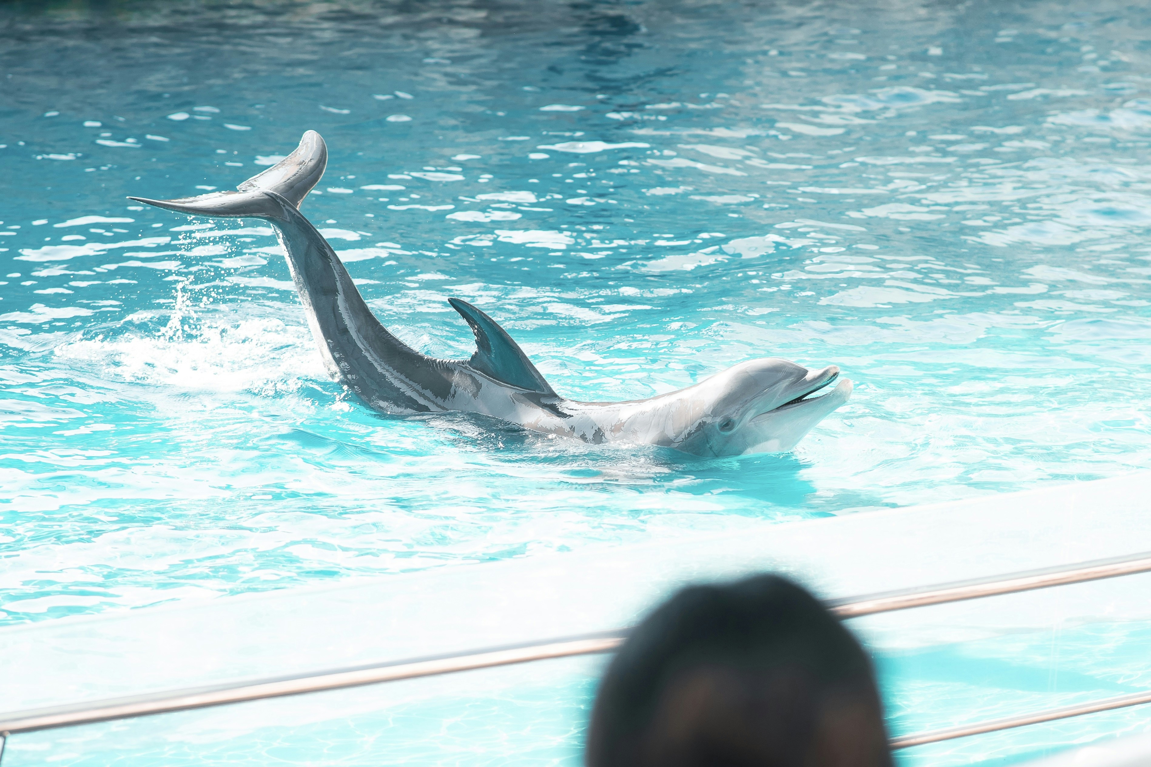 Dolphin twisting playfully in a vibrant blue pool with a blurred spectator in the foreground.