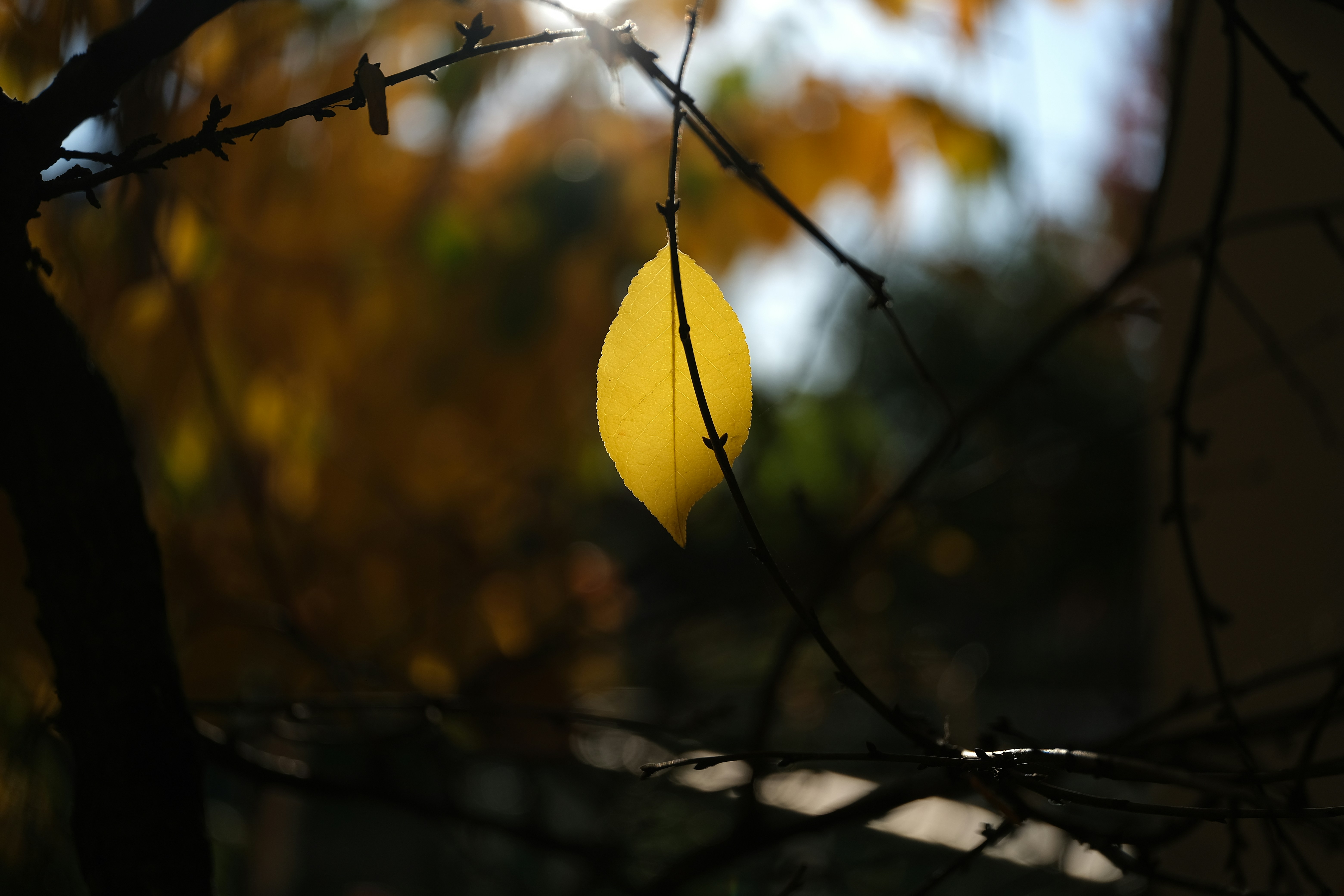The Last Ember of Autumn