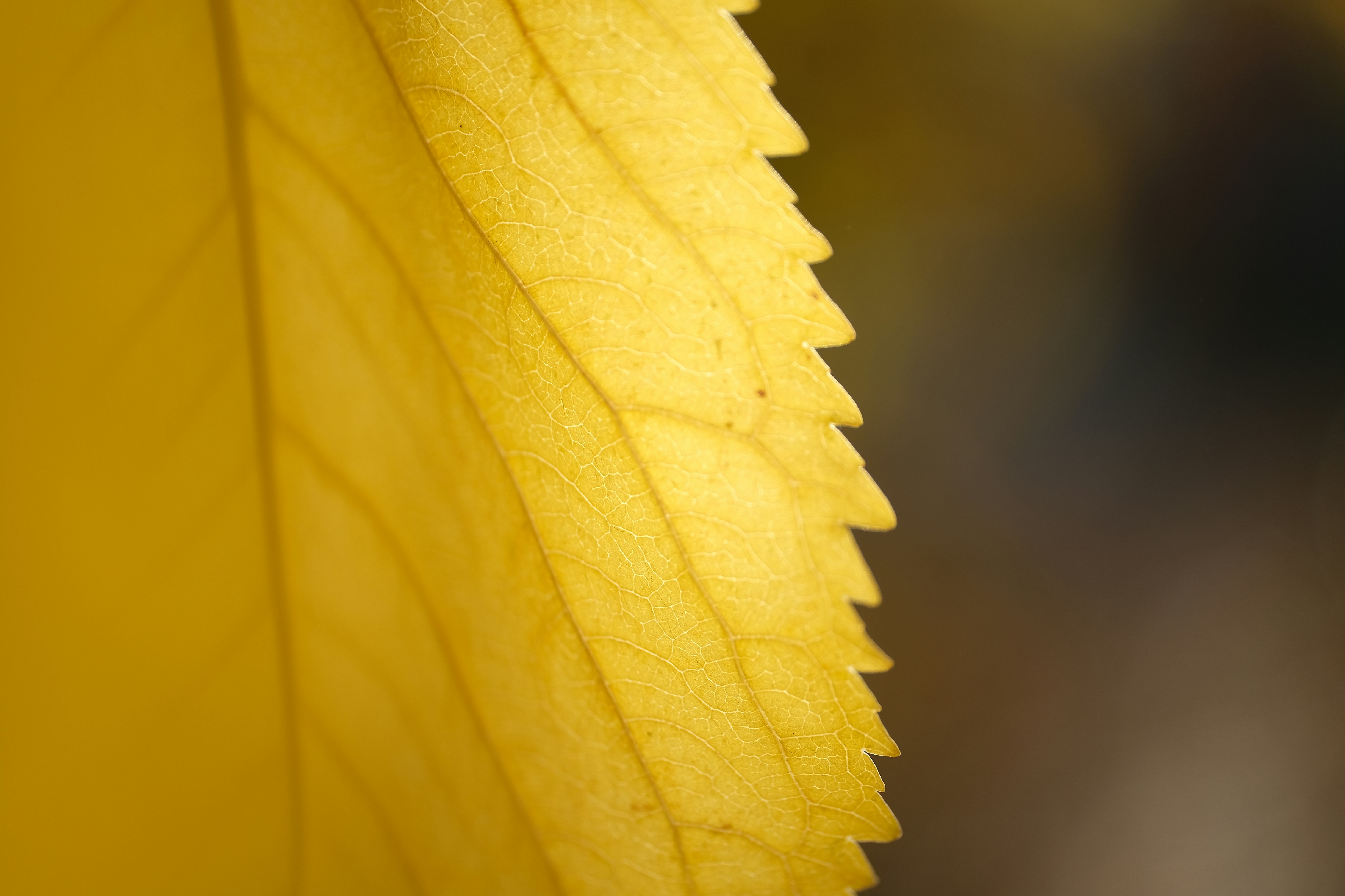 Edge of Light: Macro Portrait of a Sunlit Autumn Leaf