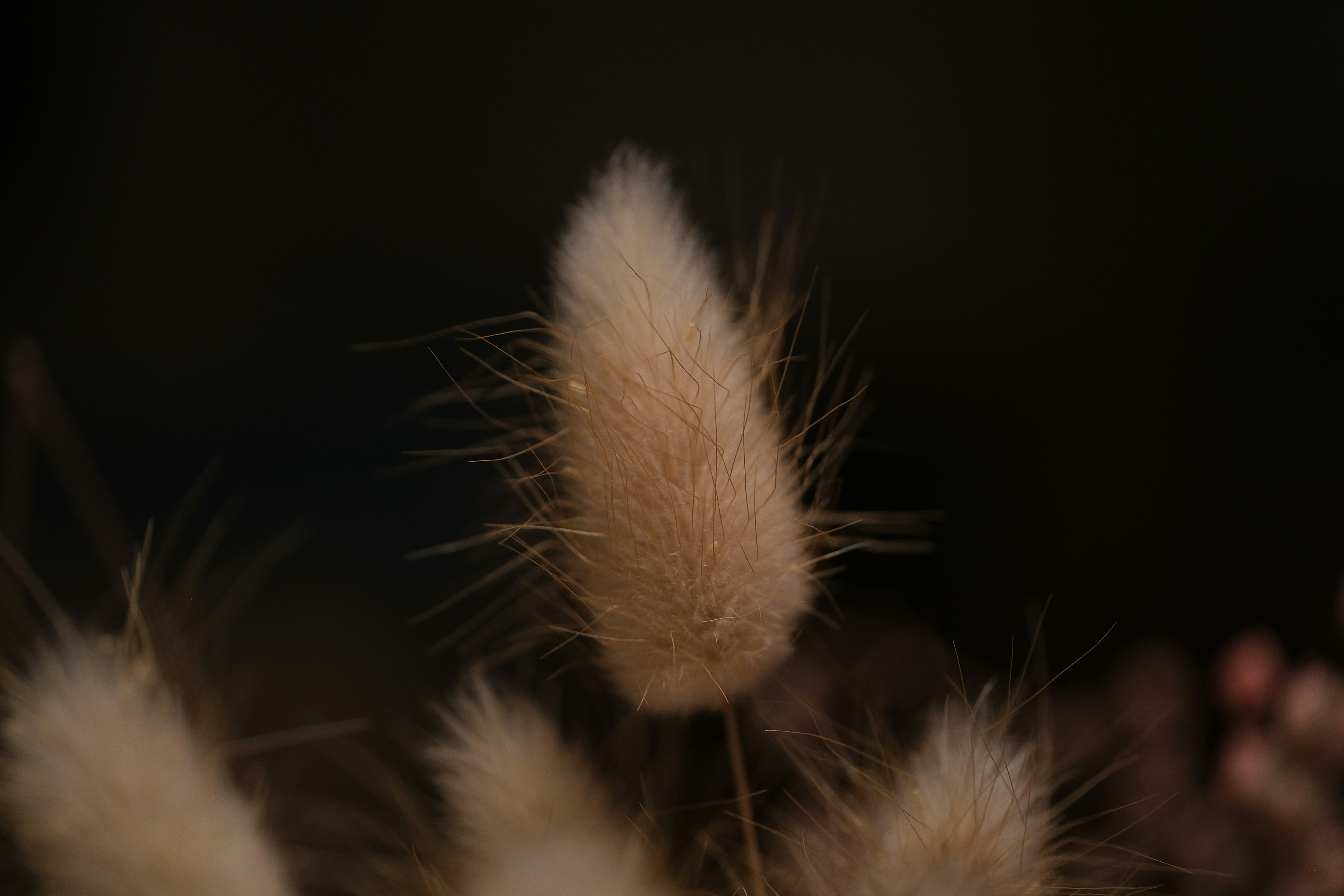 Whispers of Nature: The Soft Elegance of Dried Flora