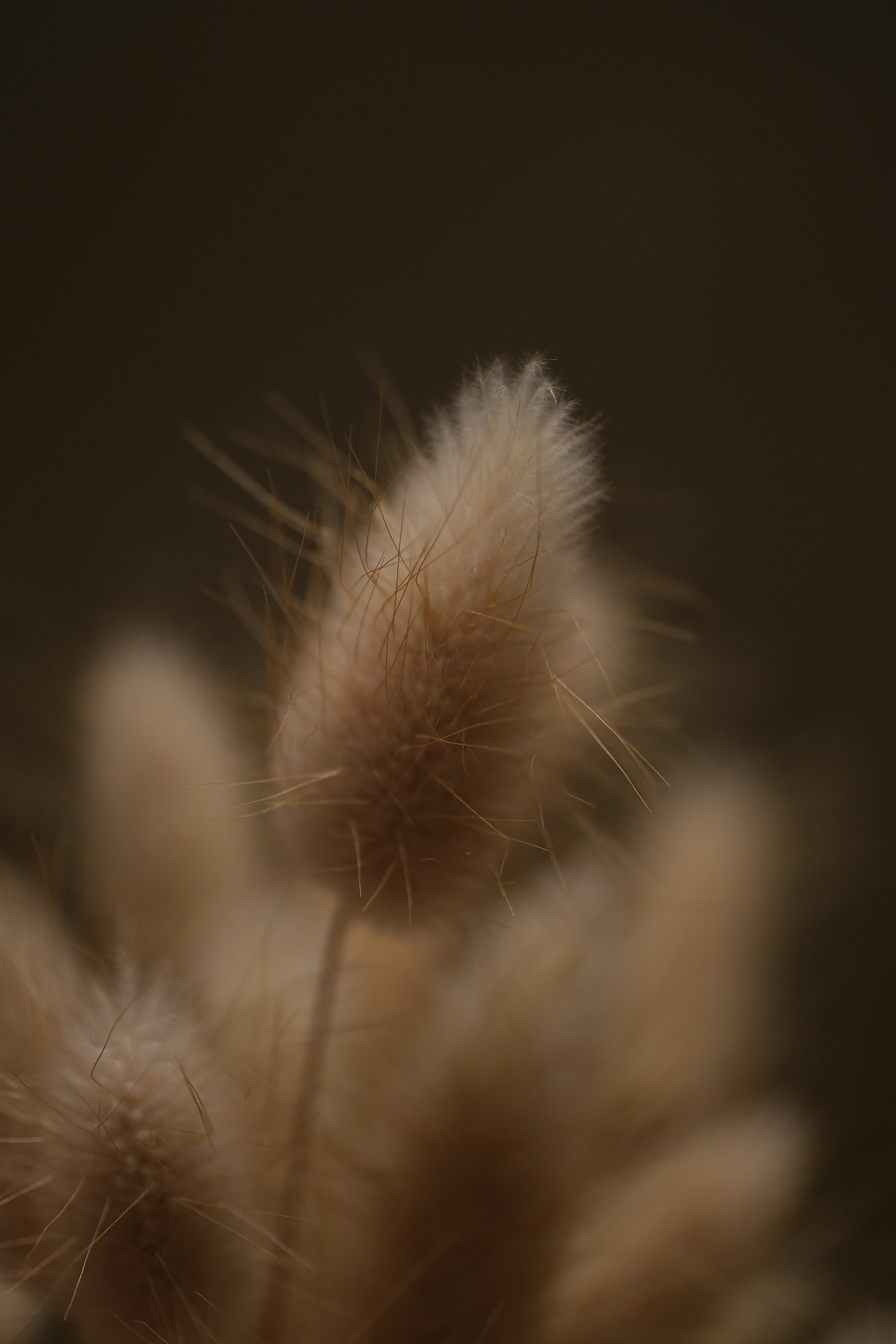 Fluffy, brown plant spikes in a soft focus. photo – Free Flower Image ...