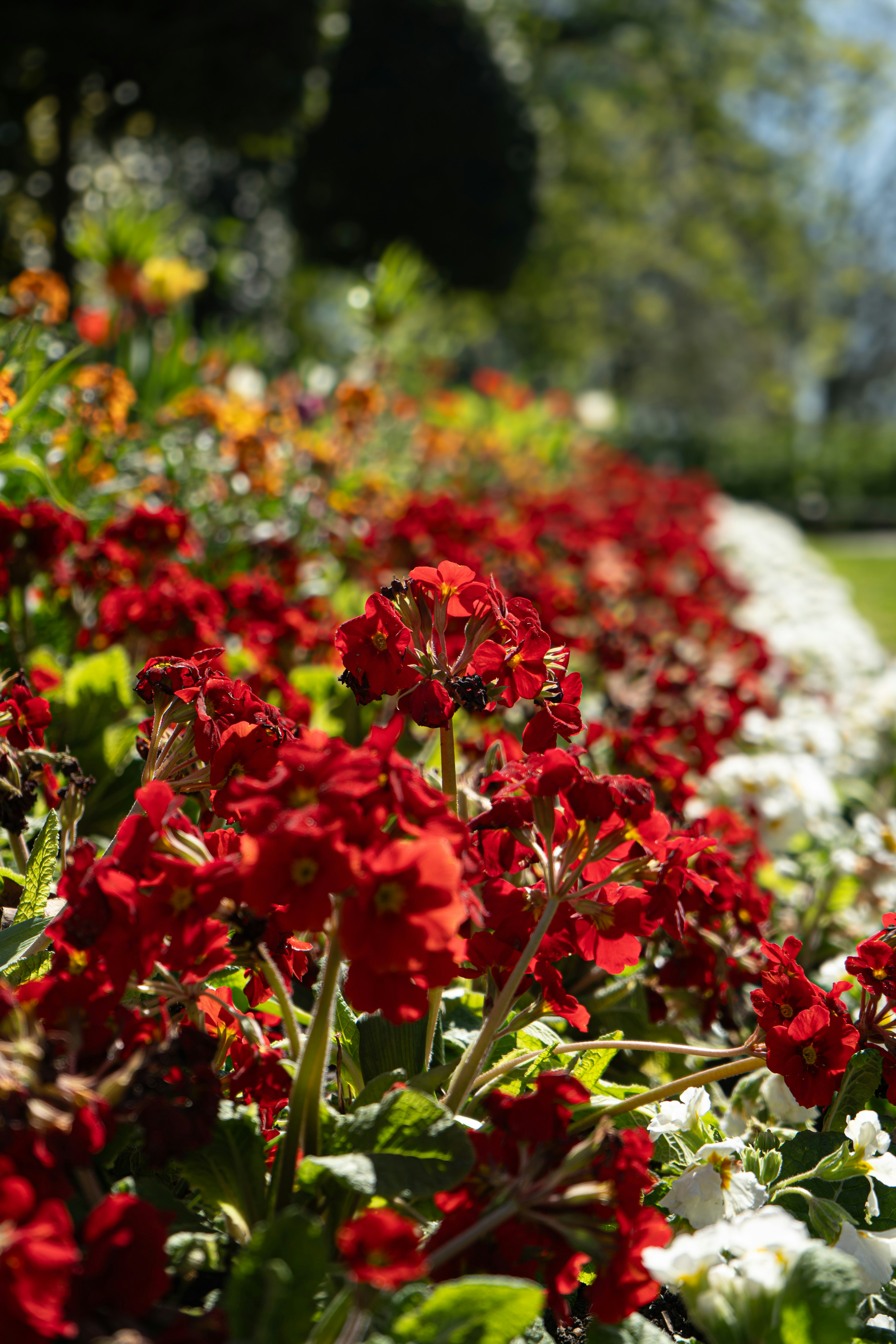 A lush display of red flowers interspersed with vibrant blooms, creating a colorful tapestry in a sunlit garden.