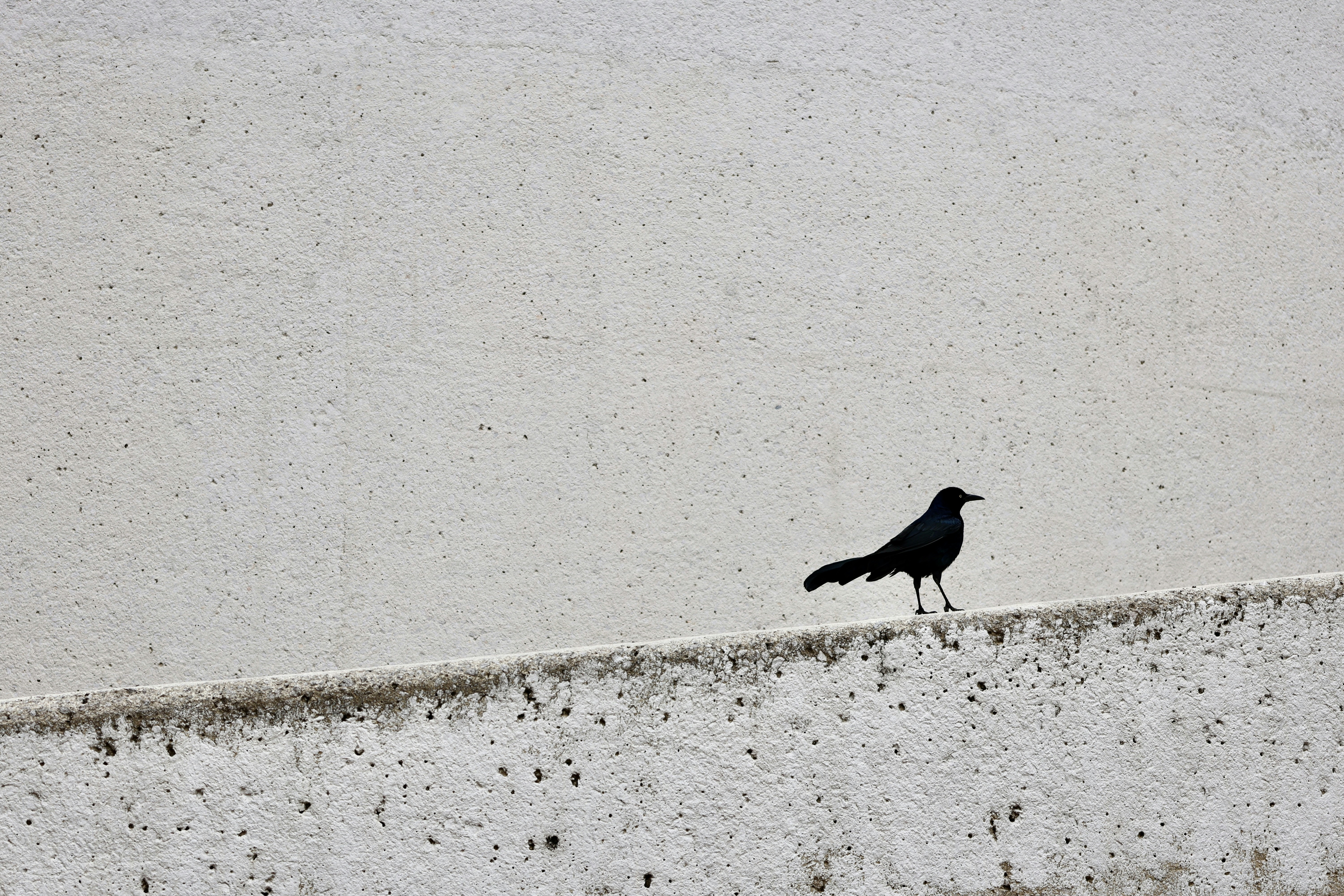 Crow at the Edge: silhouette on a weathered concrete ridge