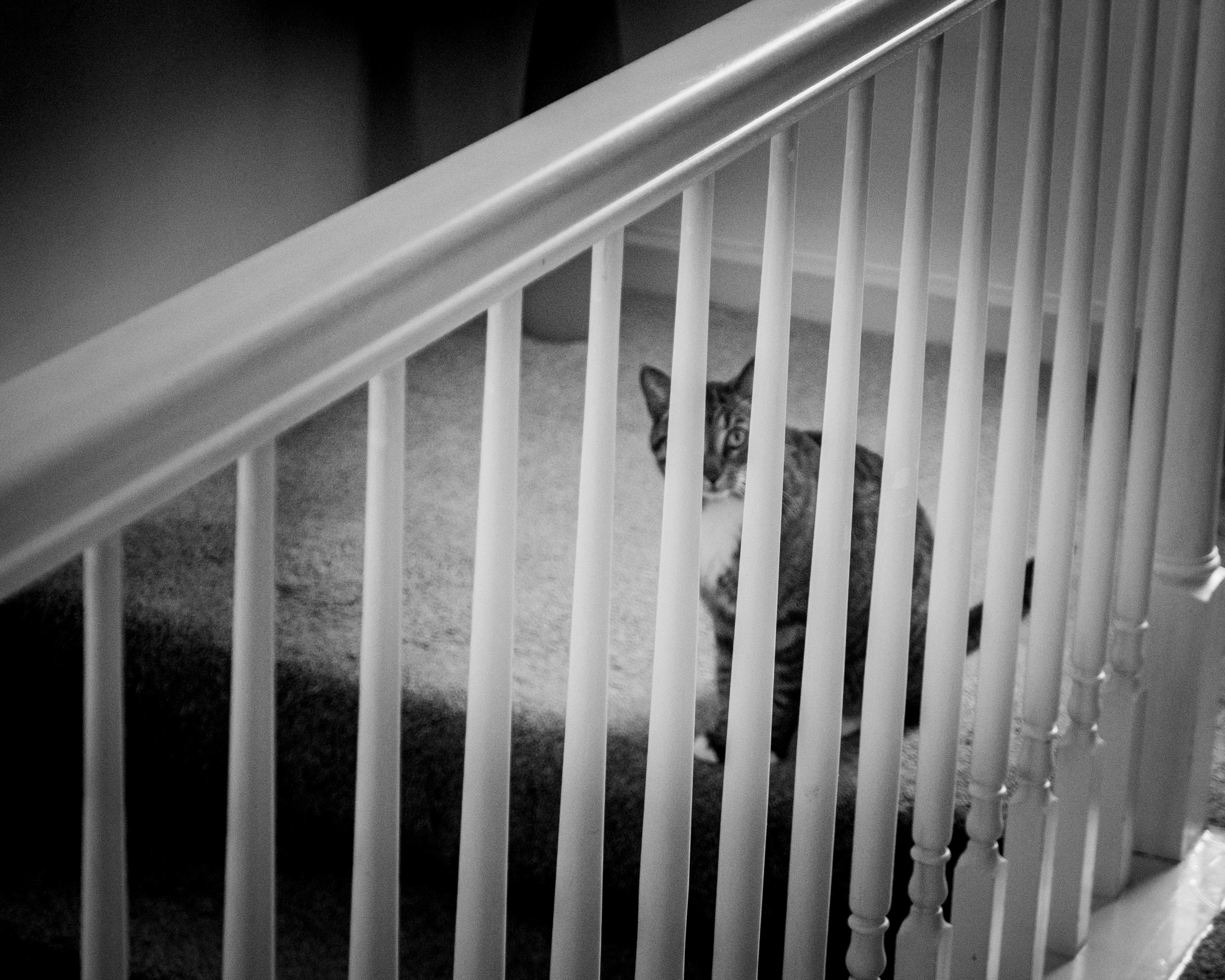 A tabby cat peers through the vertical balusters of a staircase, creating a striking contrast between light and shadow.