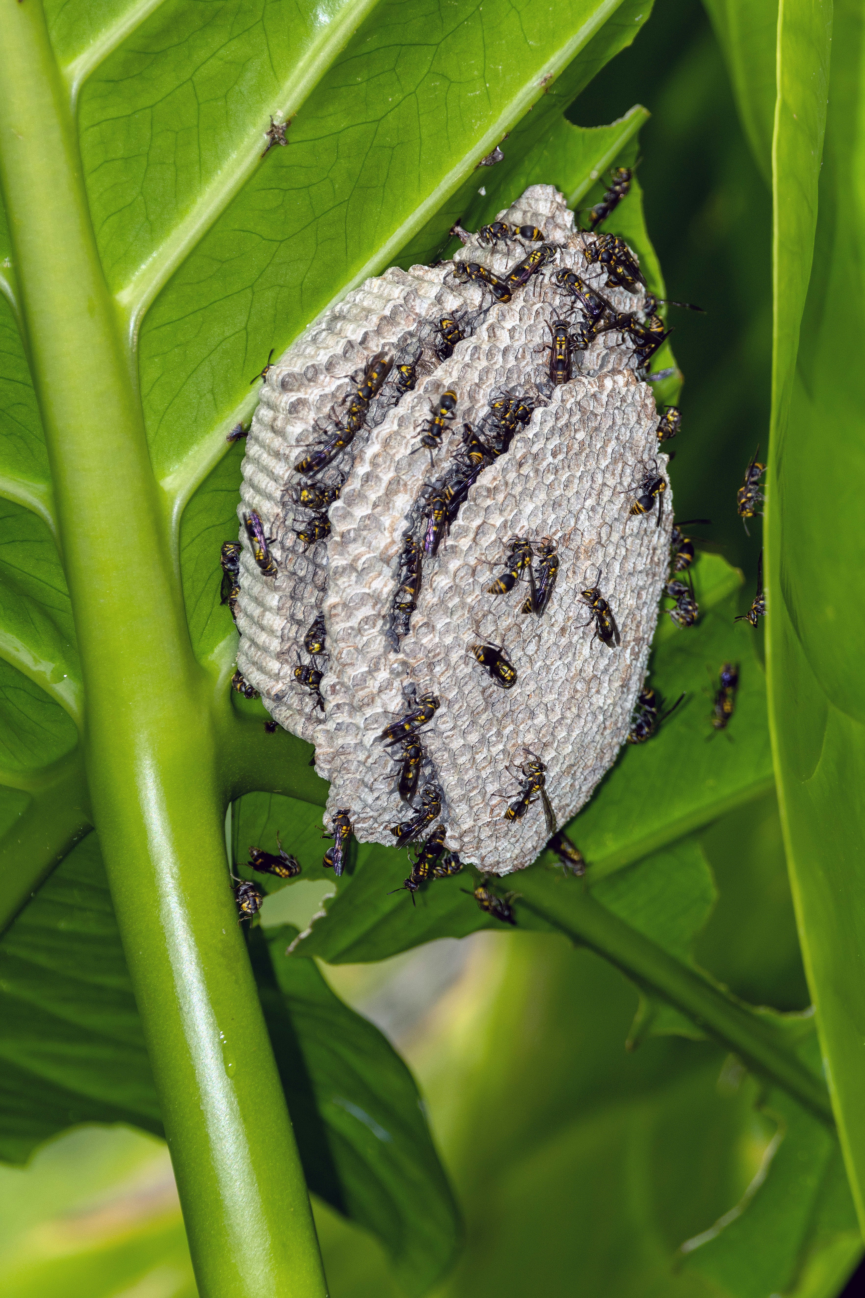 Paper wasps building a three storey nest. Cairns Botanic Gardens.