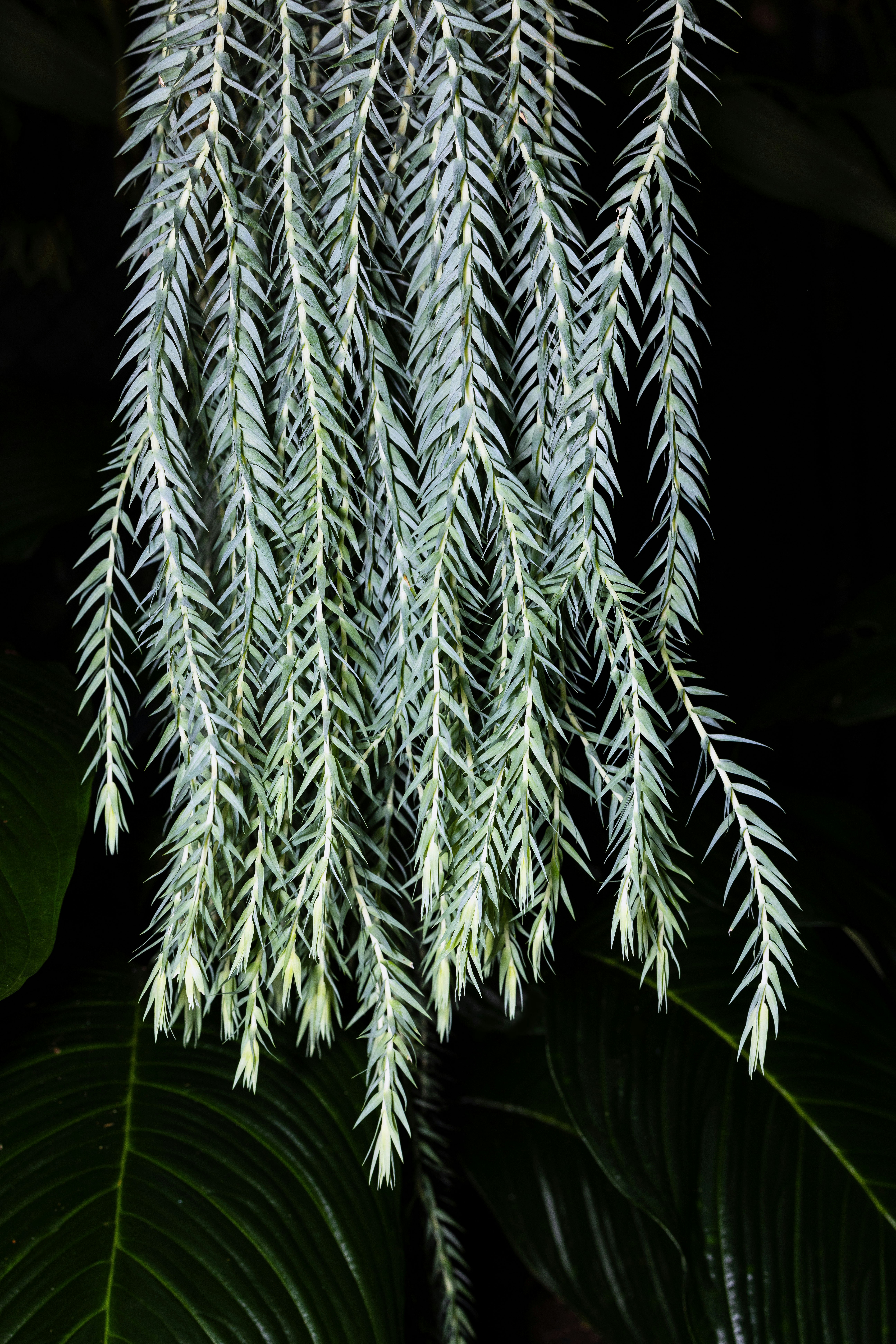Blue tassel fern with delicate, silvery fronds hanging amidst lush green foliage.