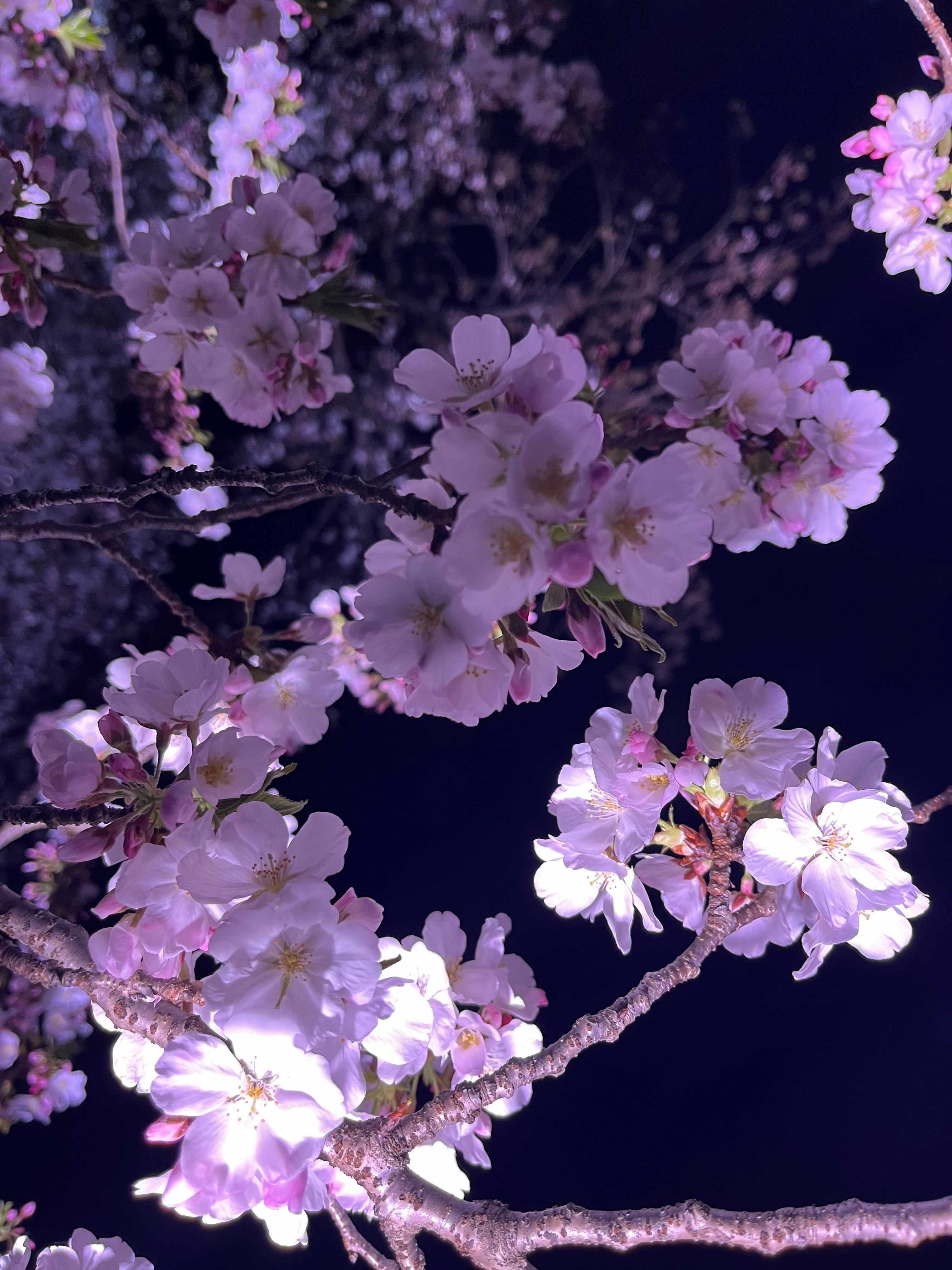 Cherry blossoms bloom in the night. photo – Free Flowers Image on Unsplash