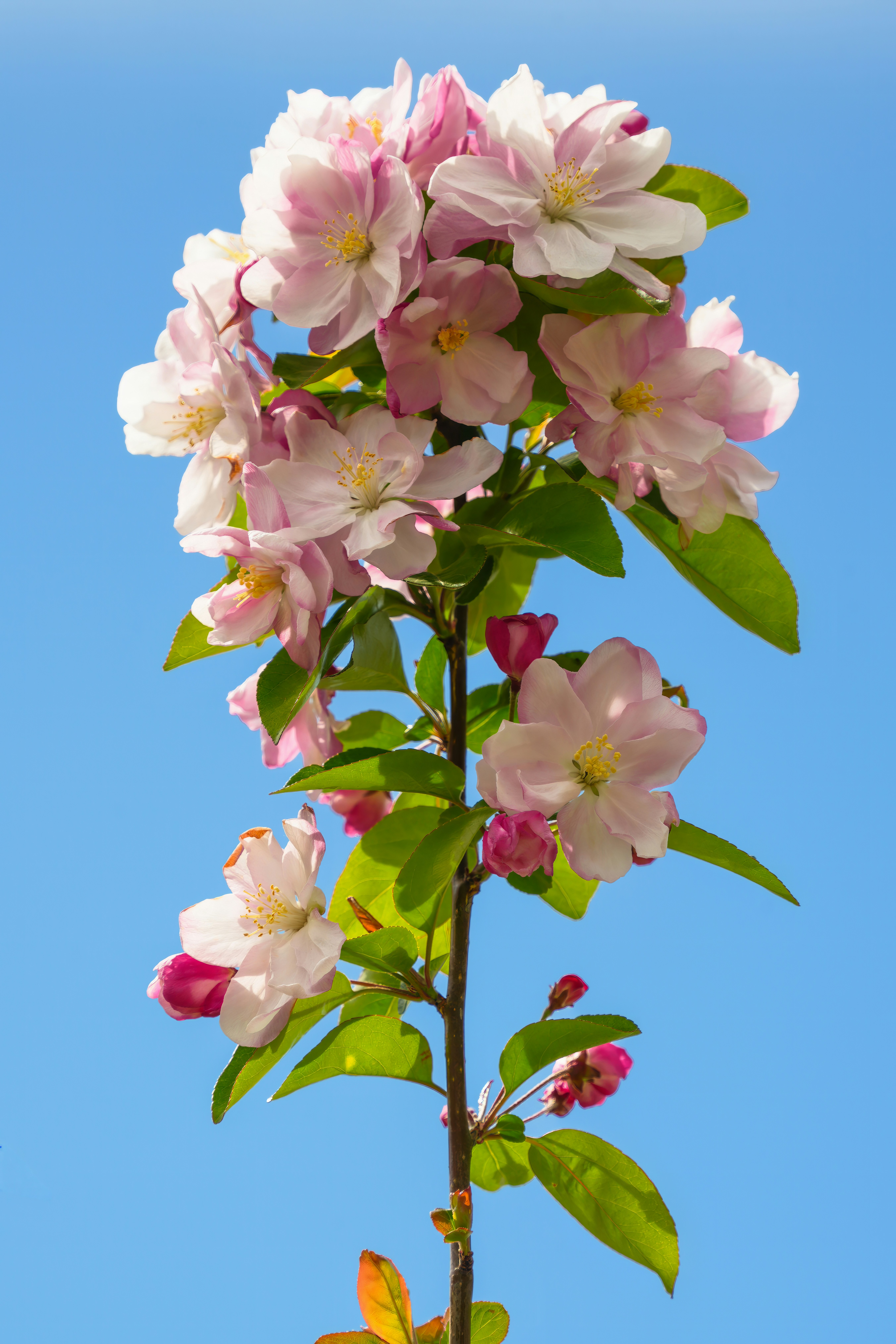 Cluster of pink and white blossoms against a clear blue sky.