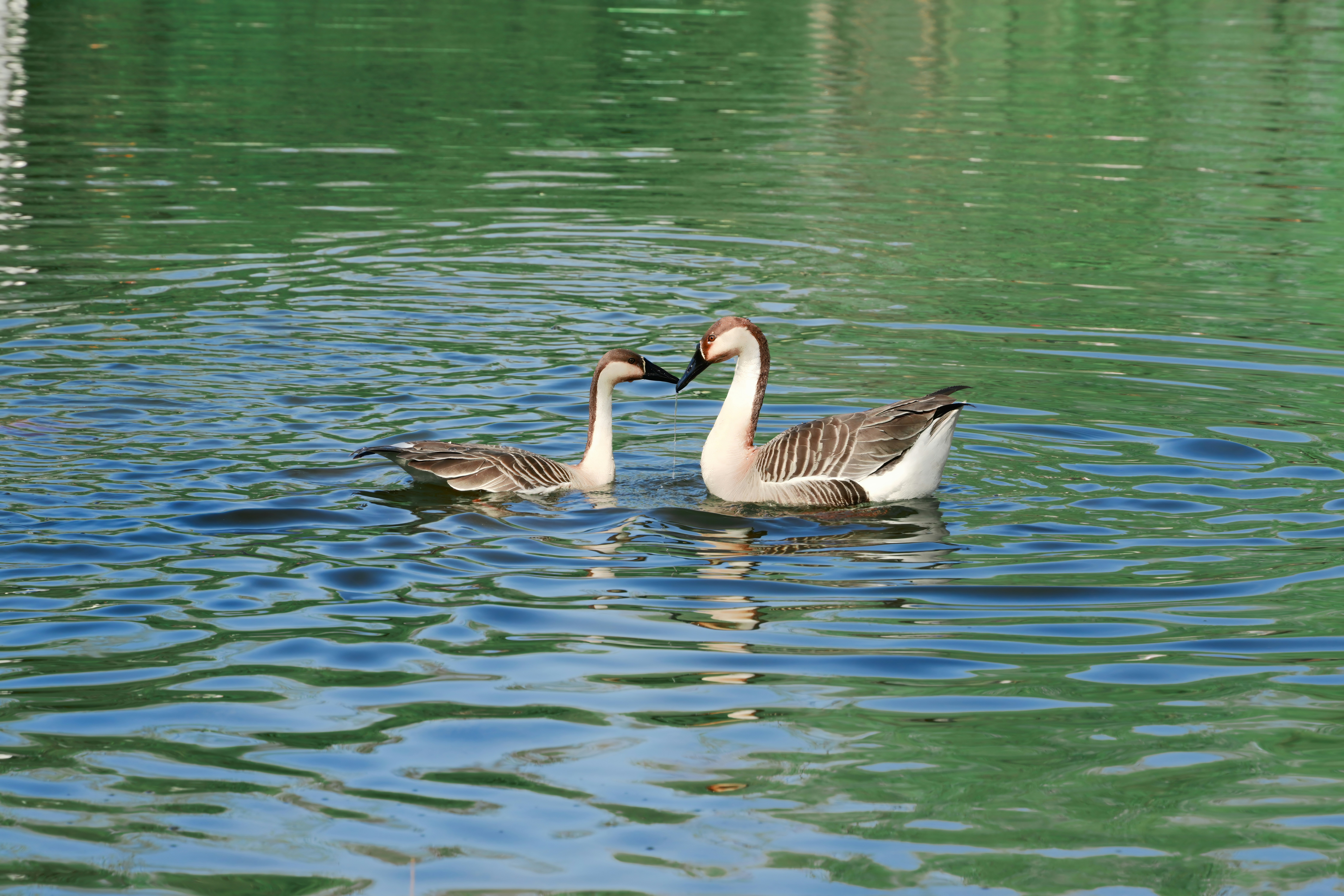 Two geese gently touching beaks on a calm, green-hued lake.