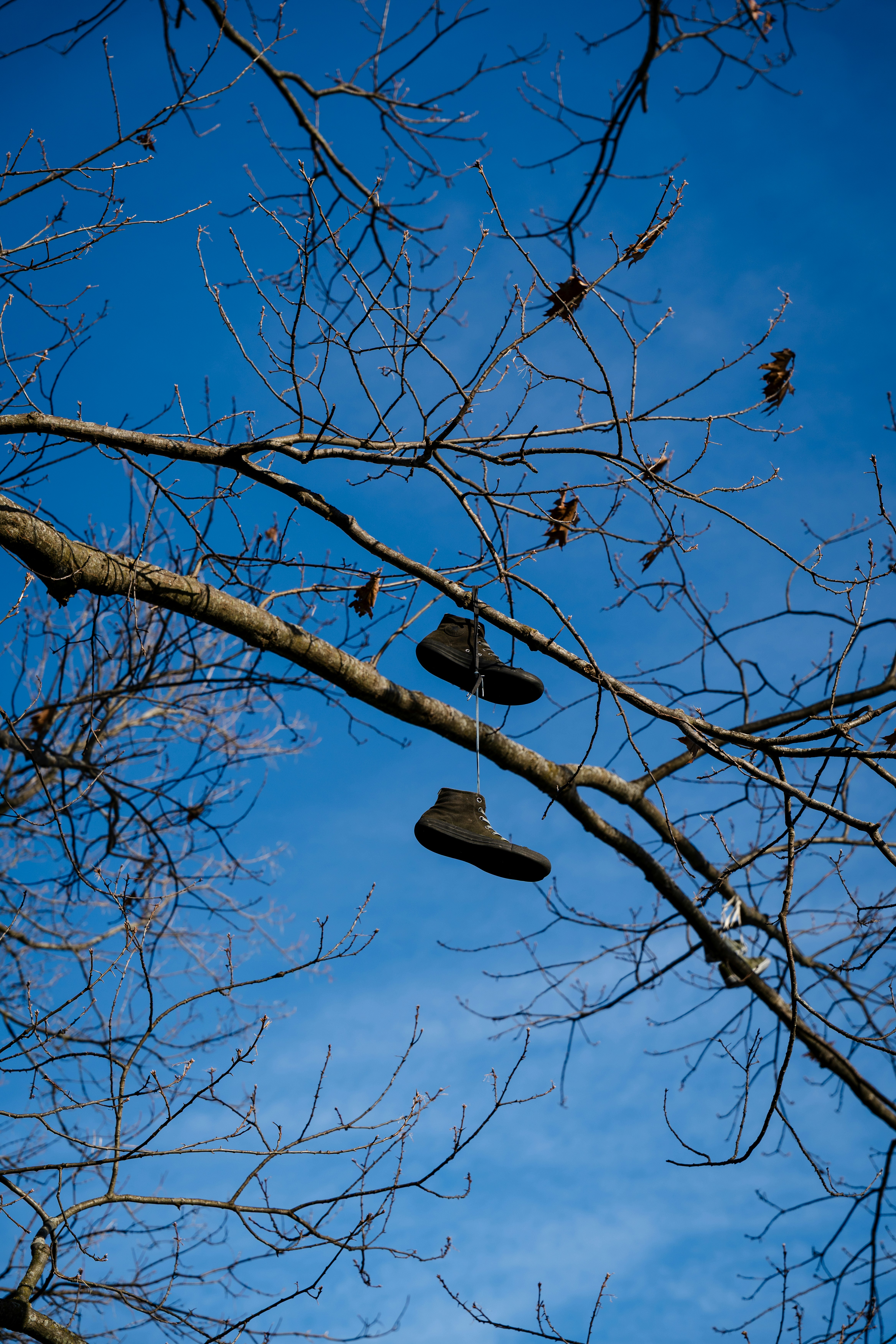 Worn shoes dangle from a tree branch against a clear blue sky.