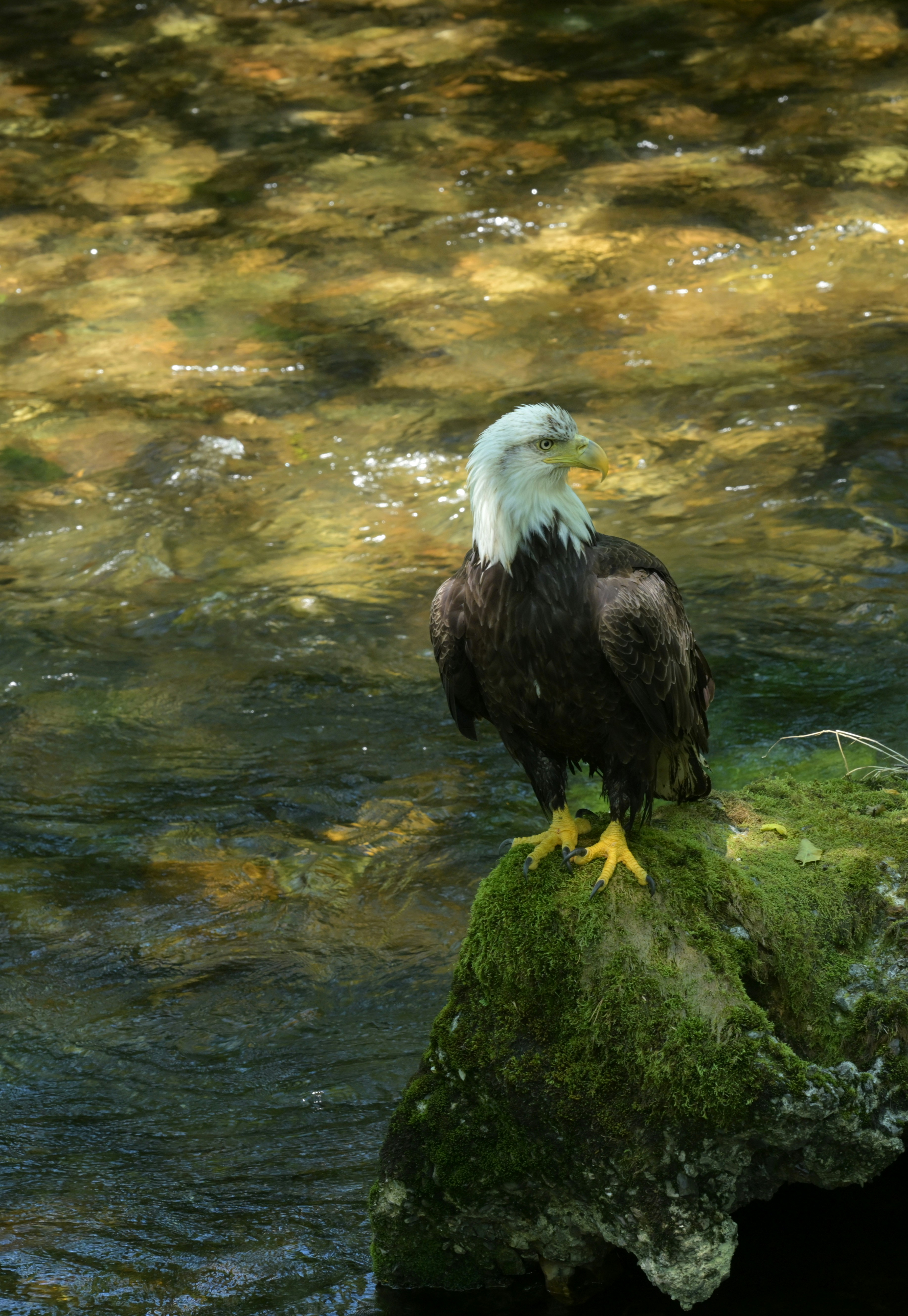 A bald eagle perches by a flowing river. photo – Free Animal Image on ...