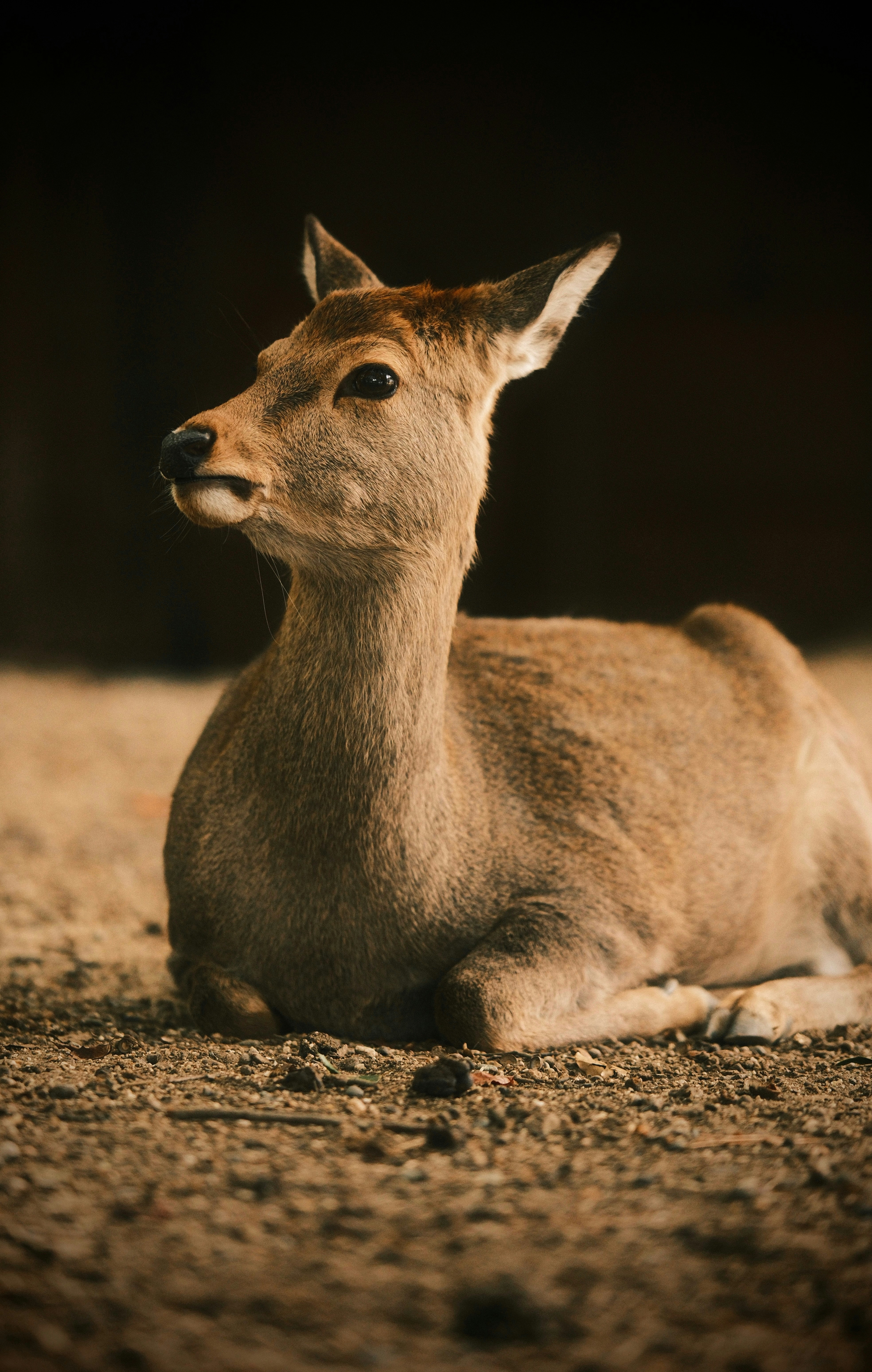Deer resting on a sunlit forest floor, casting soft shadows.