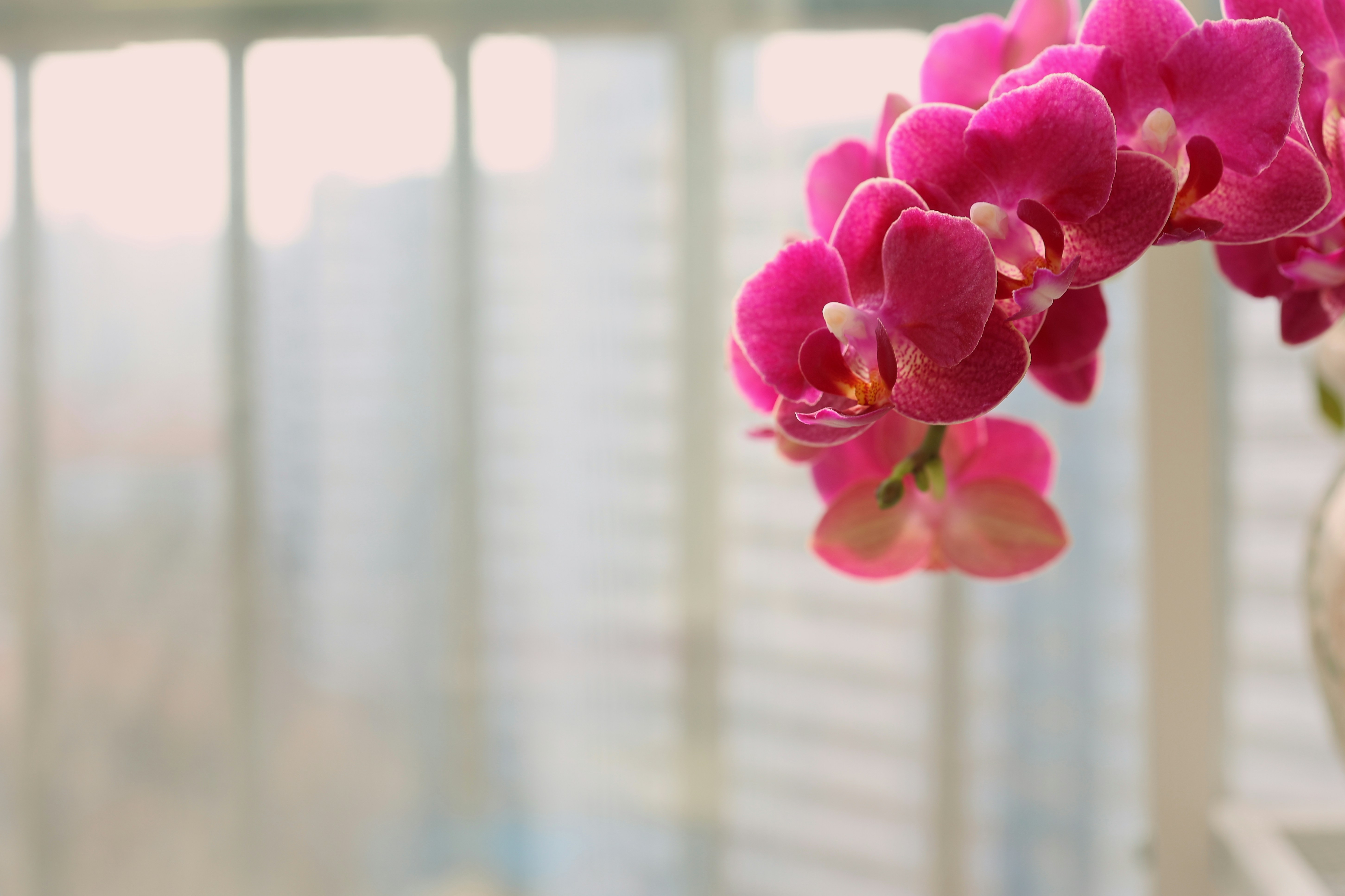 Phalaenopsis in Focus: Pink Bloom Framed by Quiet Window Glow