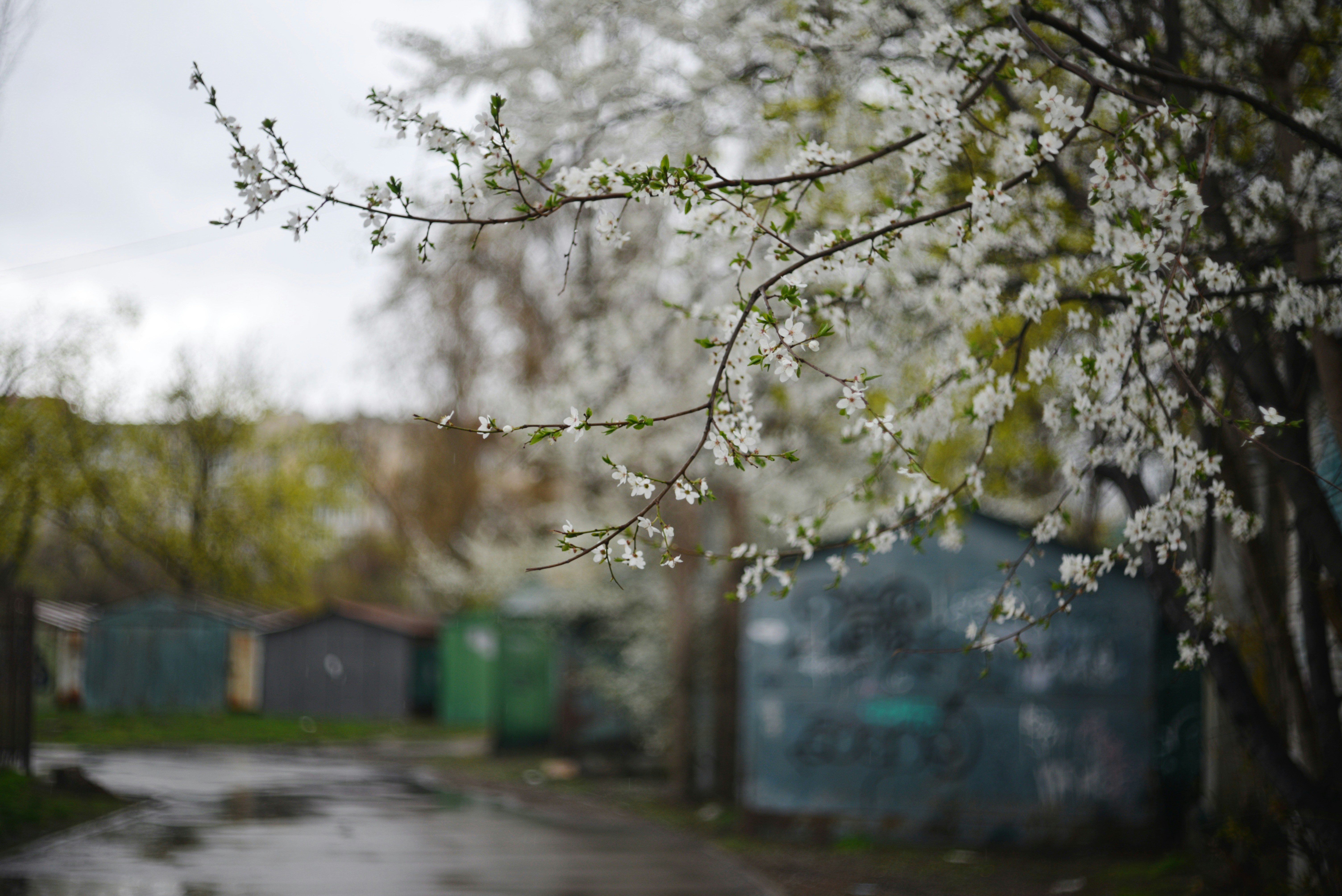Flowering tree branches over a street with garages. photo – Free Flower ...